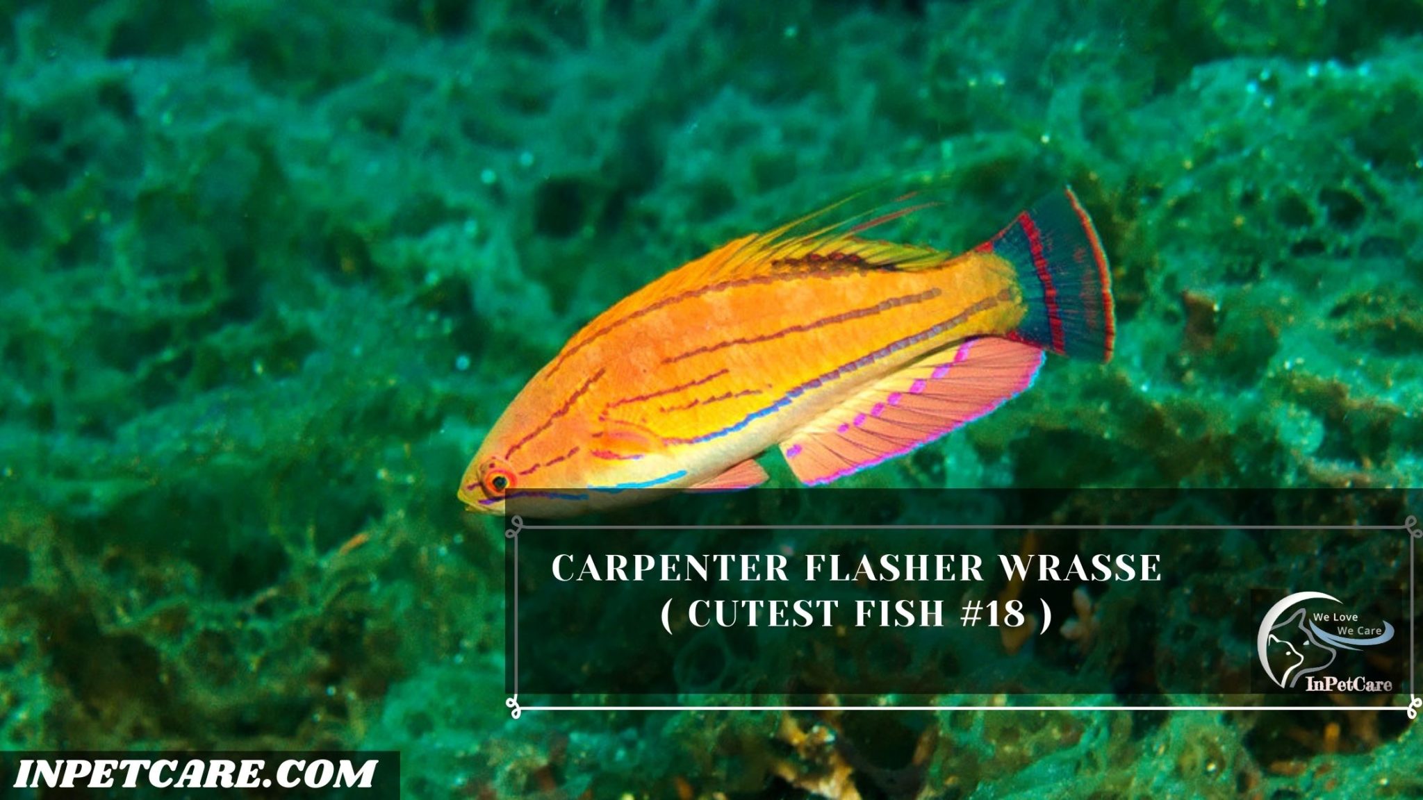 27 Cutest Fish For Aquarium (With Pictures)