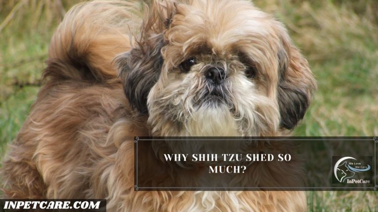 Do Shih Tzus Shed? Tips To Control Shedding | InPetCare