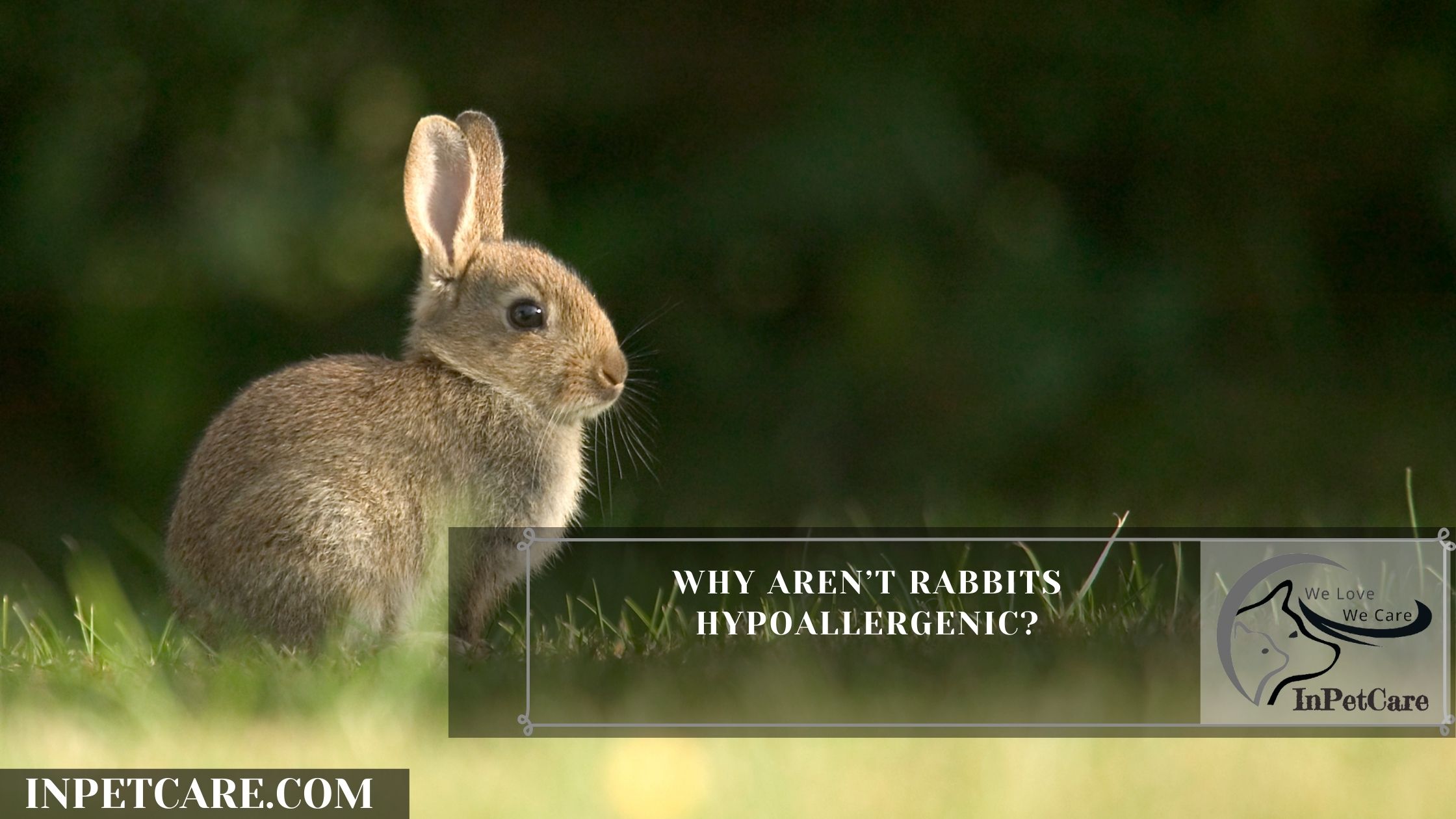 Are Rabbits Hypoallergenic? 9 Tips For Allergic Families
