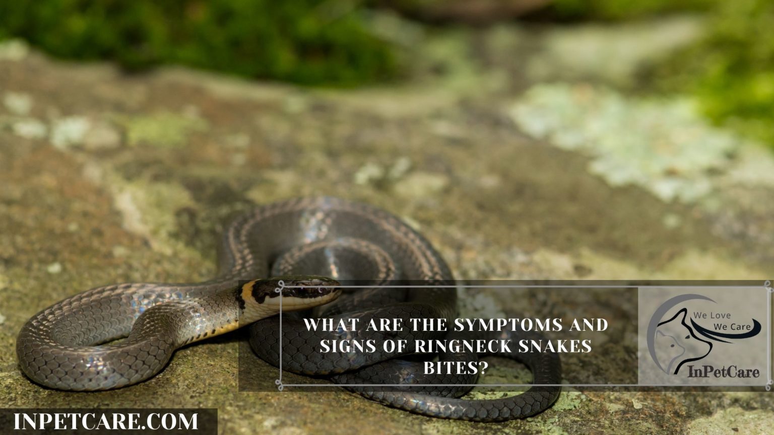 Are Ringneck Snakes Poisonous? » In Pet Care