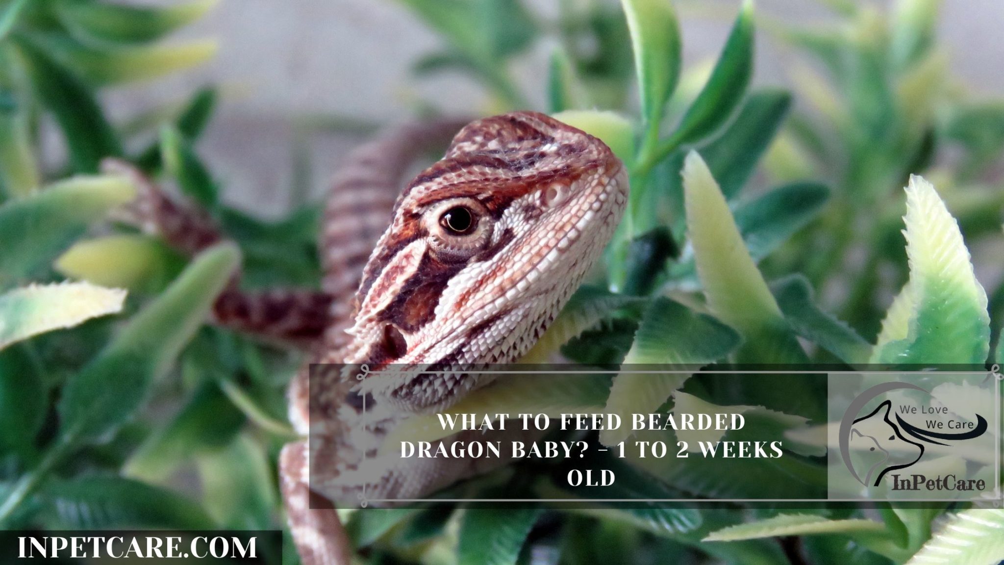 What To Feed Bearded Dragon Baby? - Proper Diet Plan