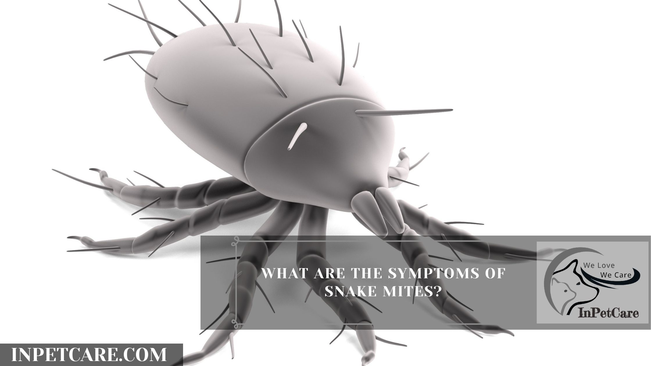 Snake Mites: Causes, Treatment And Prevention In 2021