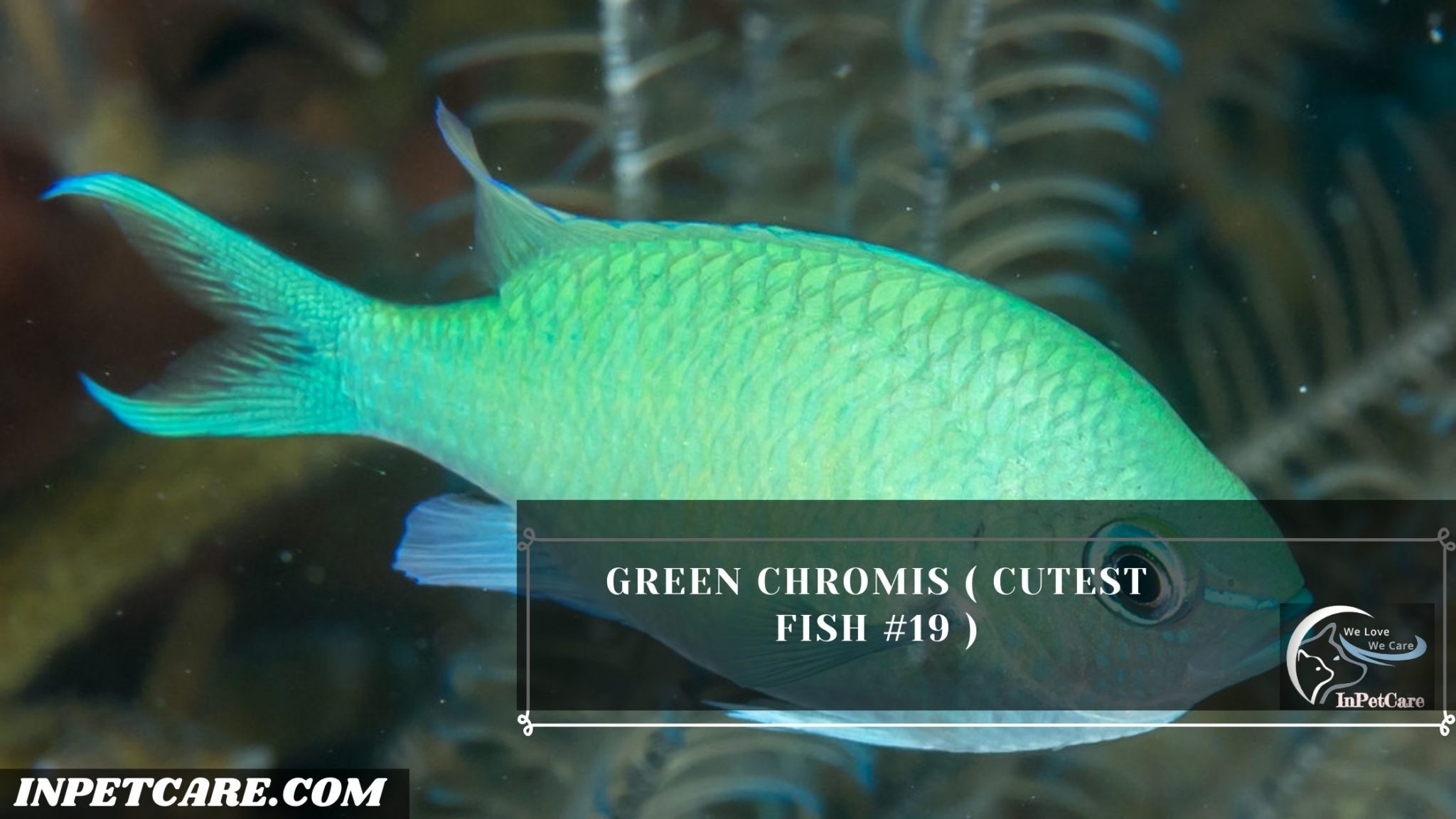 27 Cutest Fish For Aquarium (With Pictures)