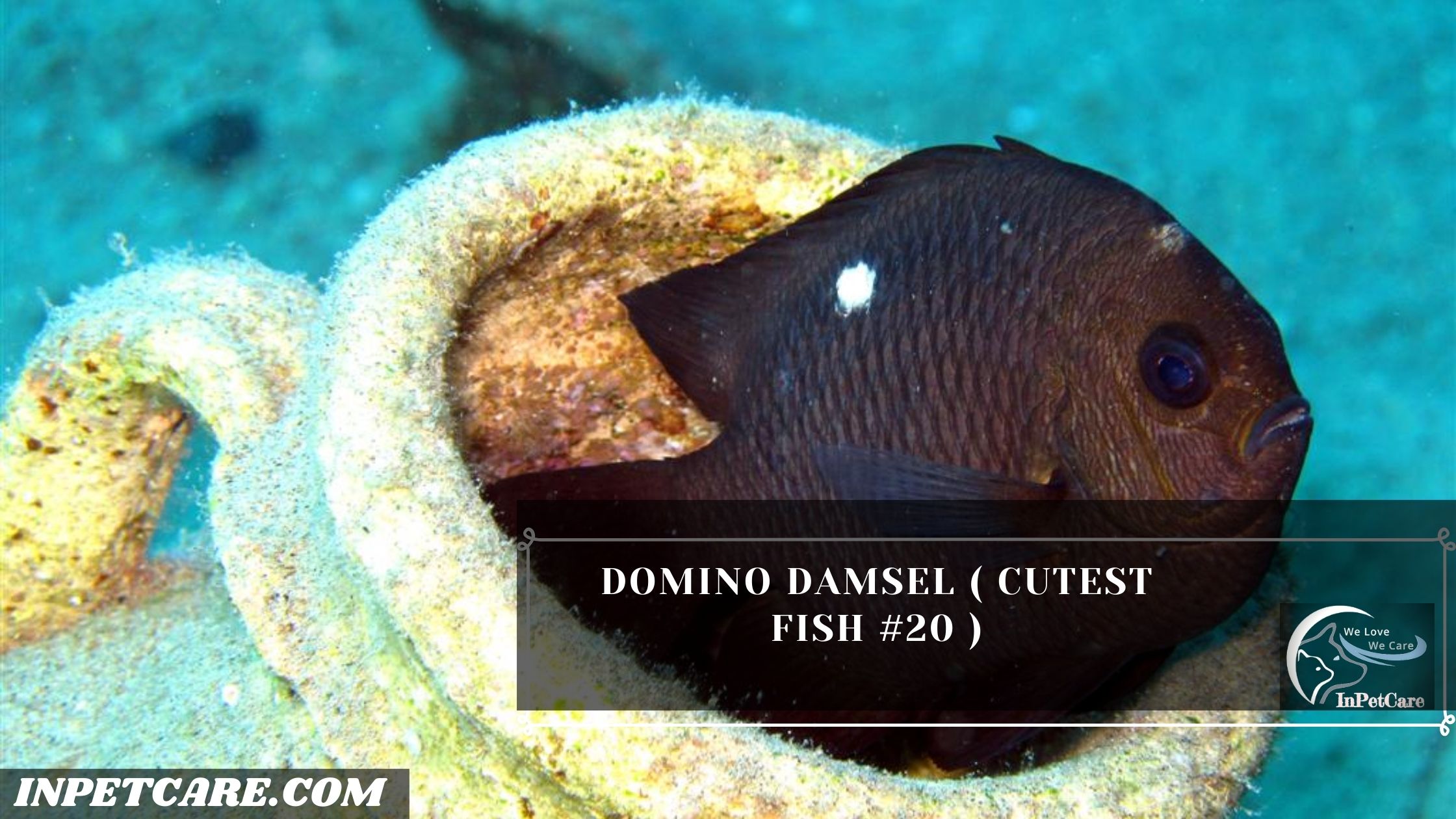 27 Cutest Fish For Aquarium (With Pictures)