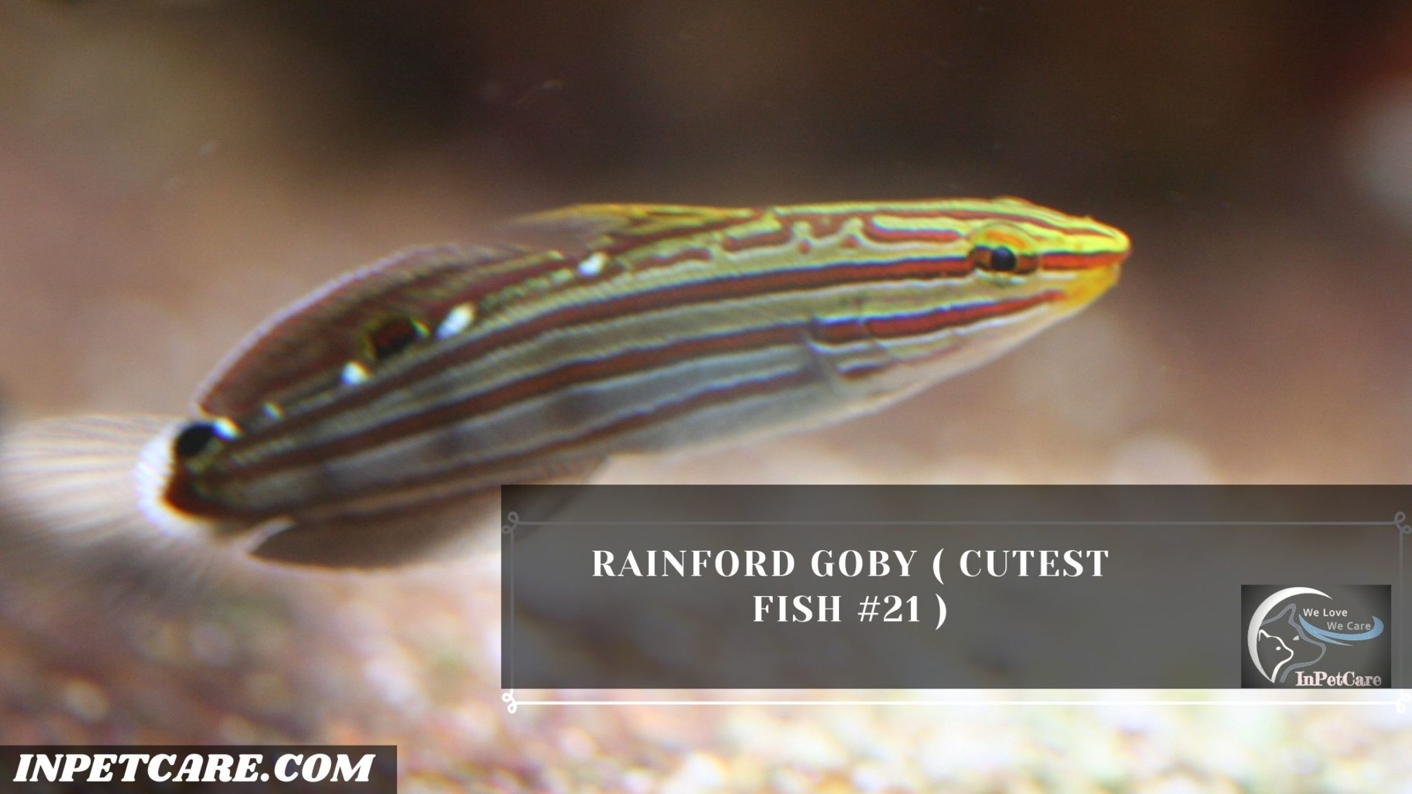 27 Cutest Fish For Aquarium (With Pictures)