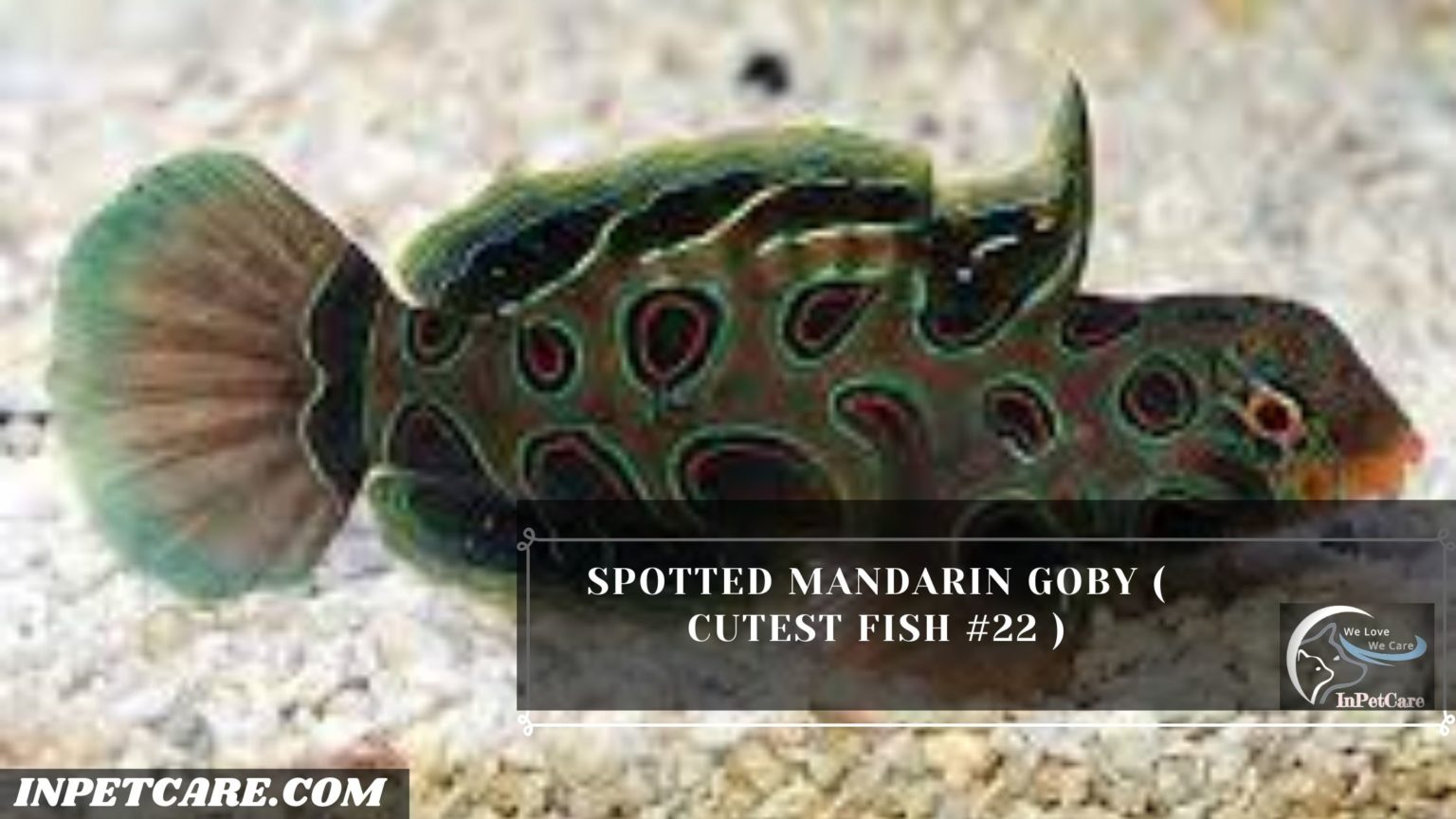 27 Cutest Fish For Aquarium (With Pictures)