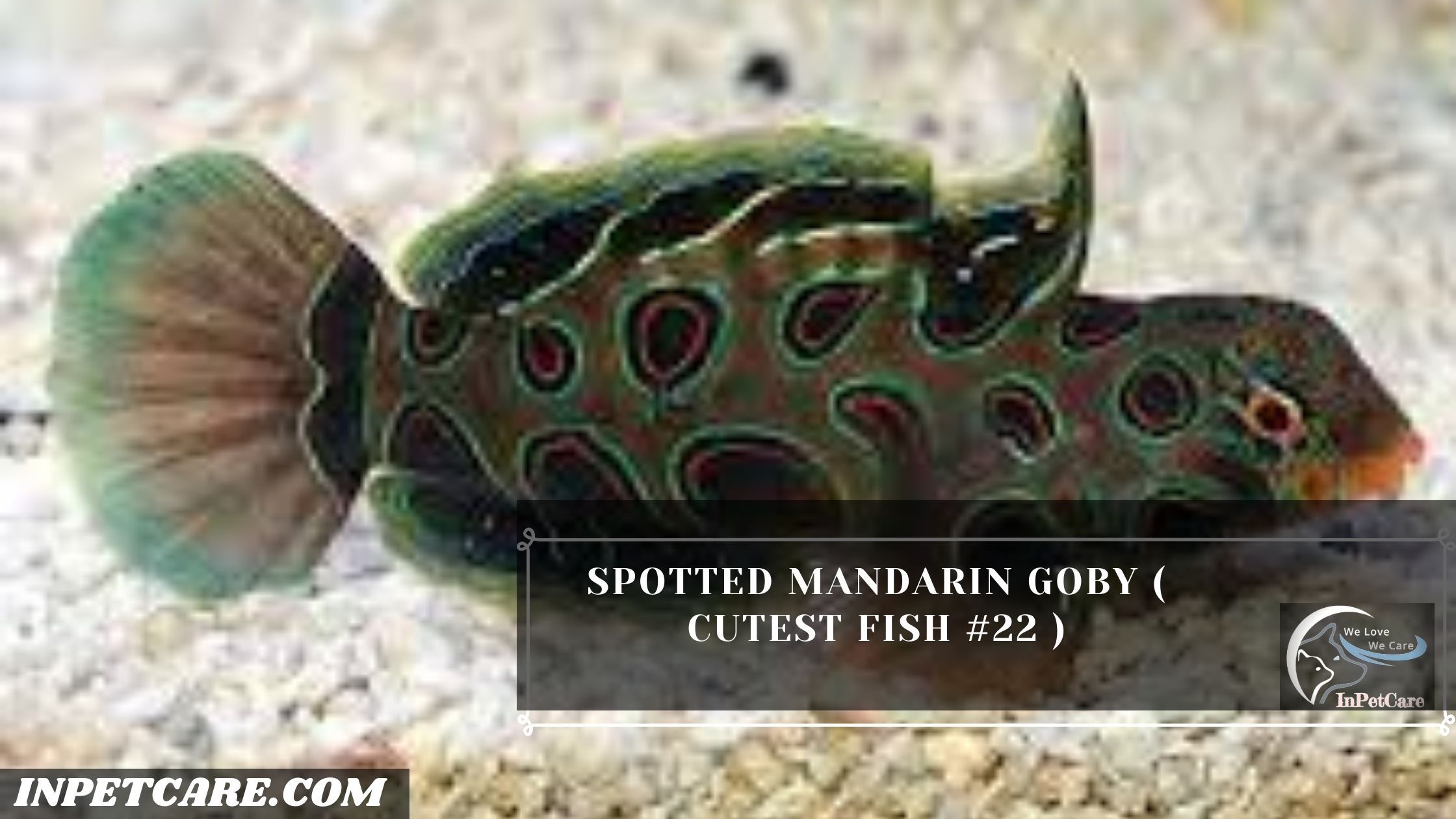 27 Cutest Fish For Aquarium (With Pictures)