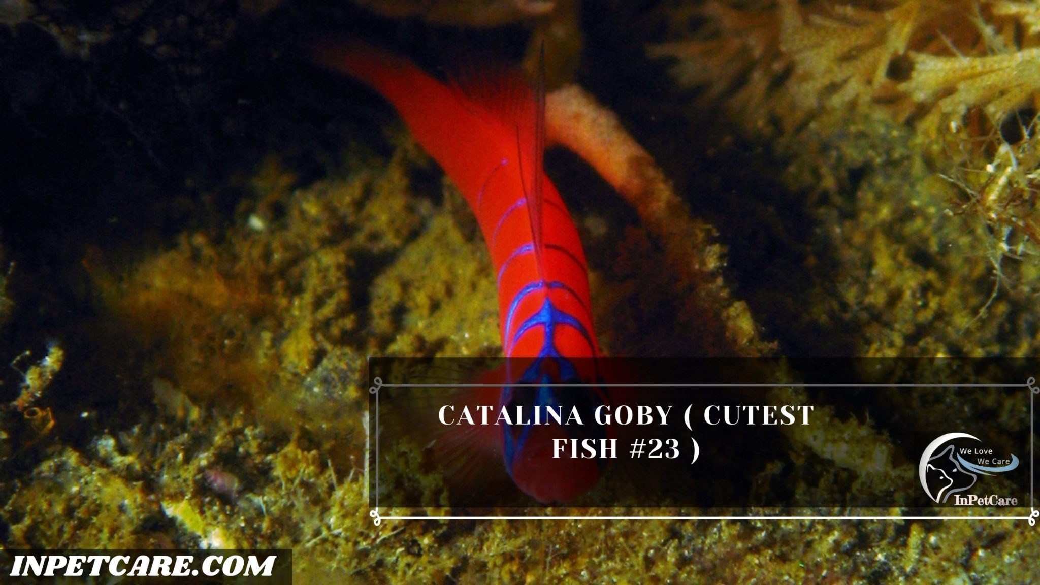 27 Cutest Fish For Aquarium (With Pictures)