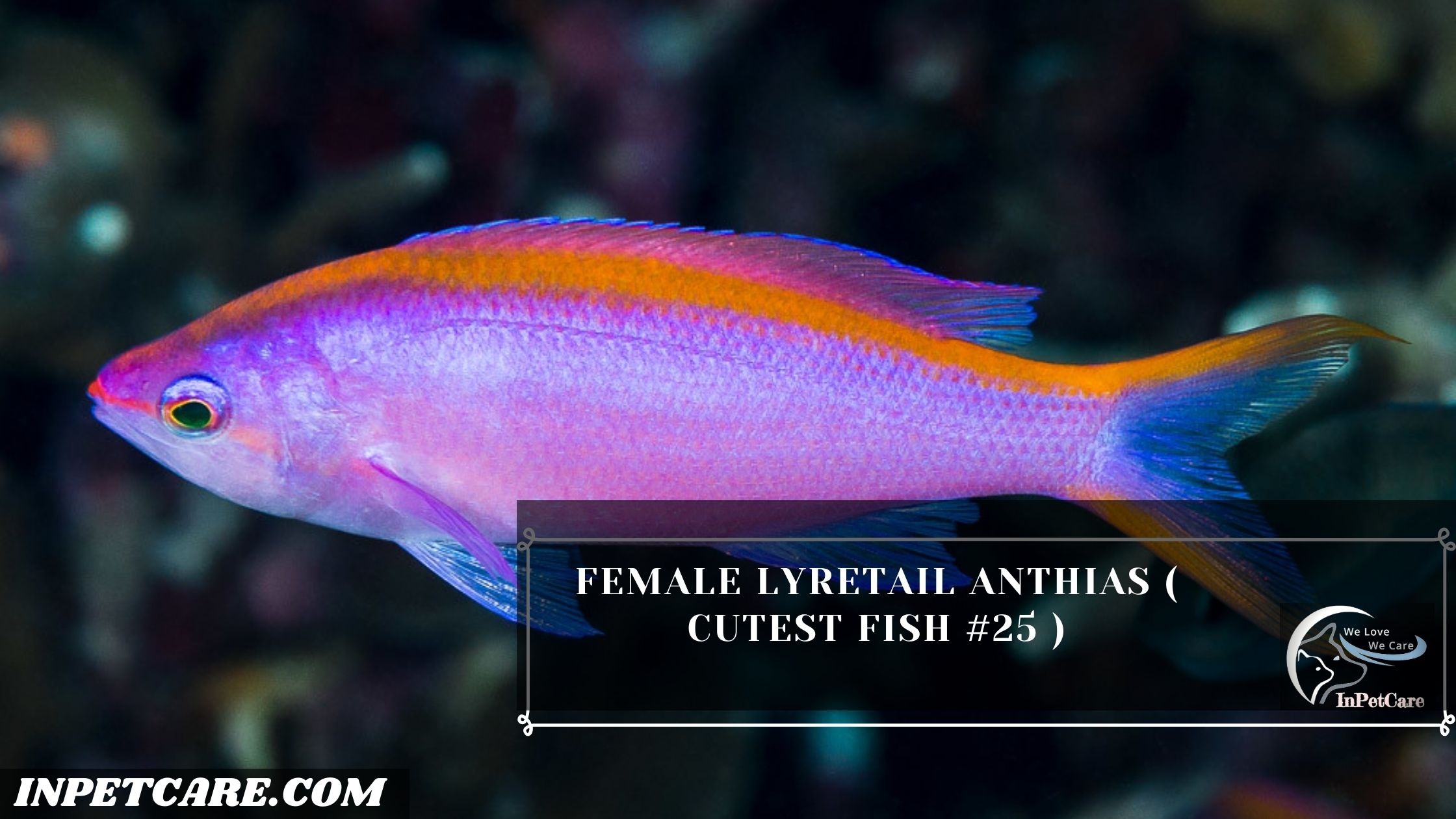 27 Cutest Fish For Aquarium (With Pictures)