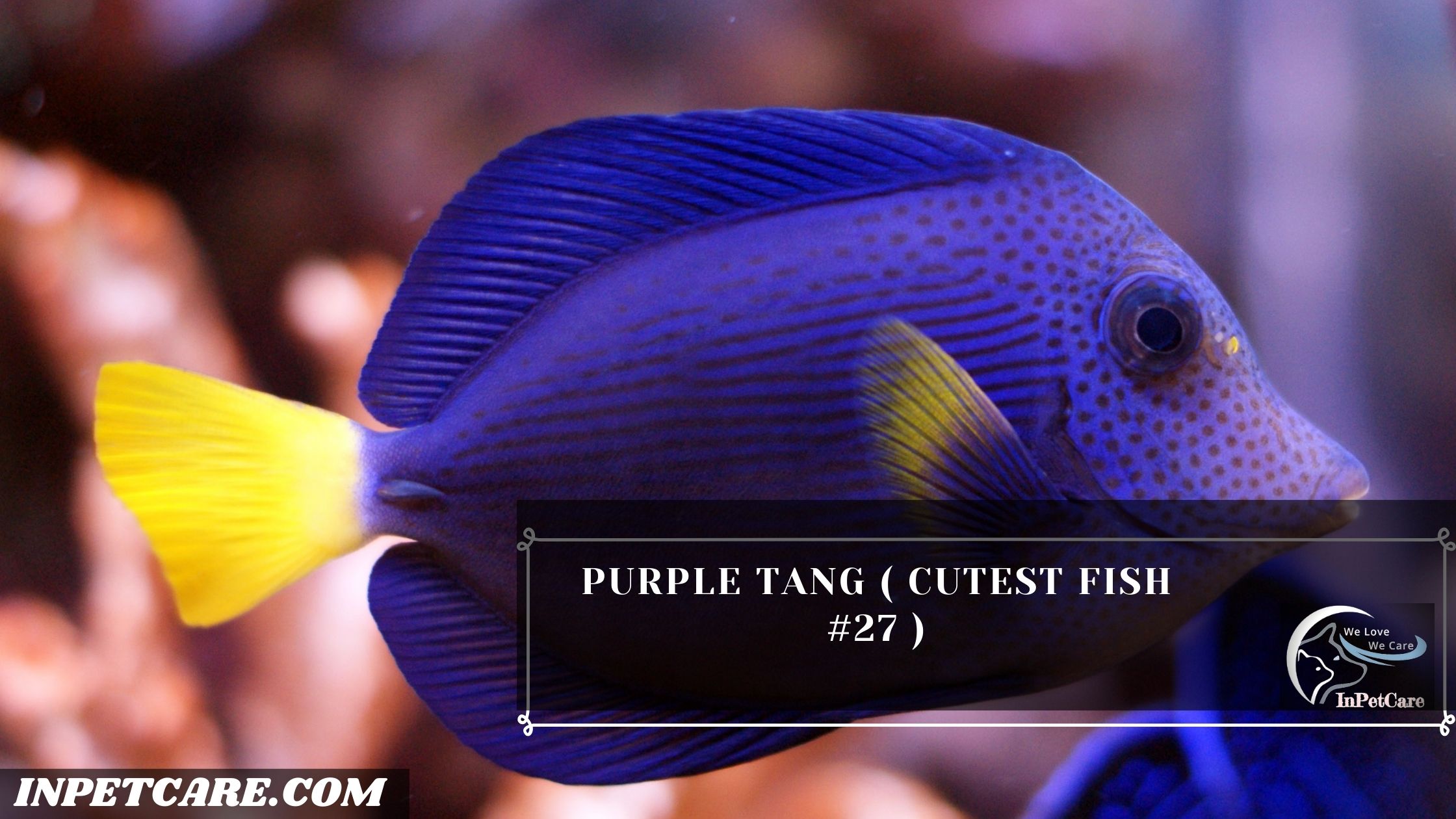27 Cutest Fish For Aquarium (With Pictures)