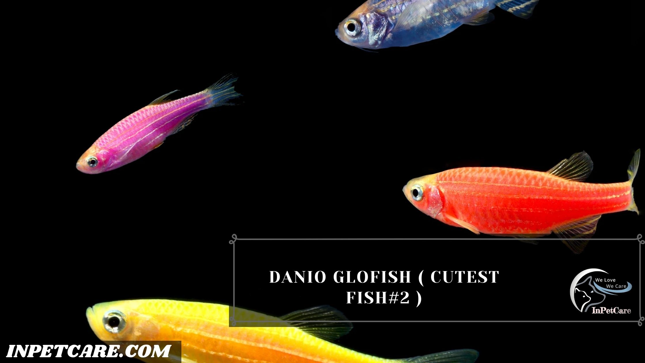 27 Cutest Fish For Aquarium (With Pictures)