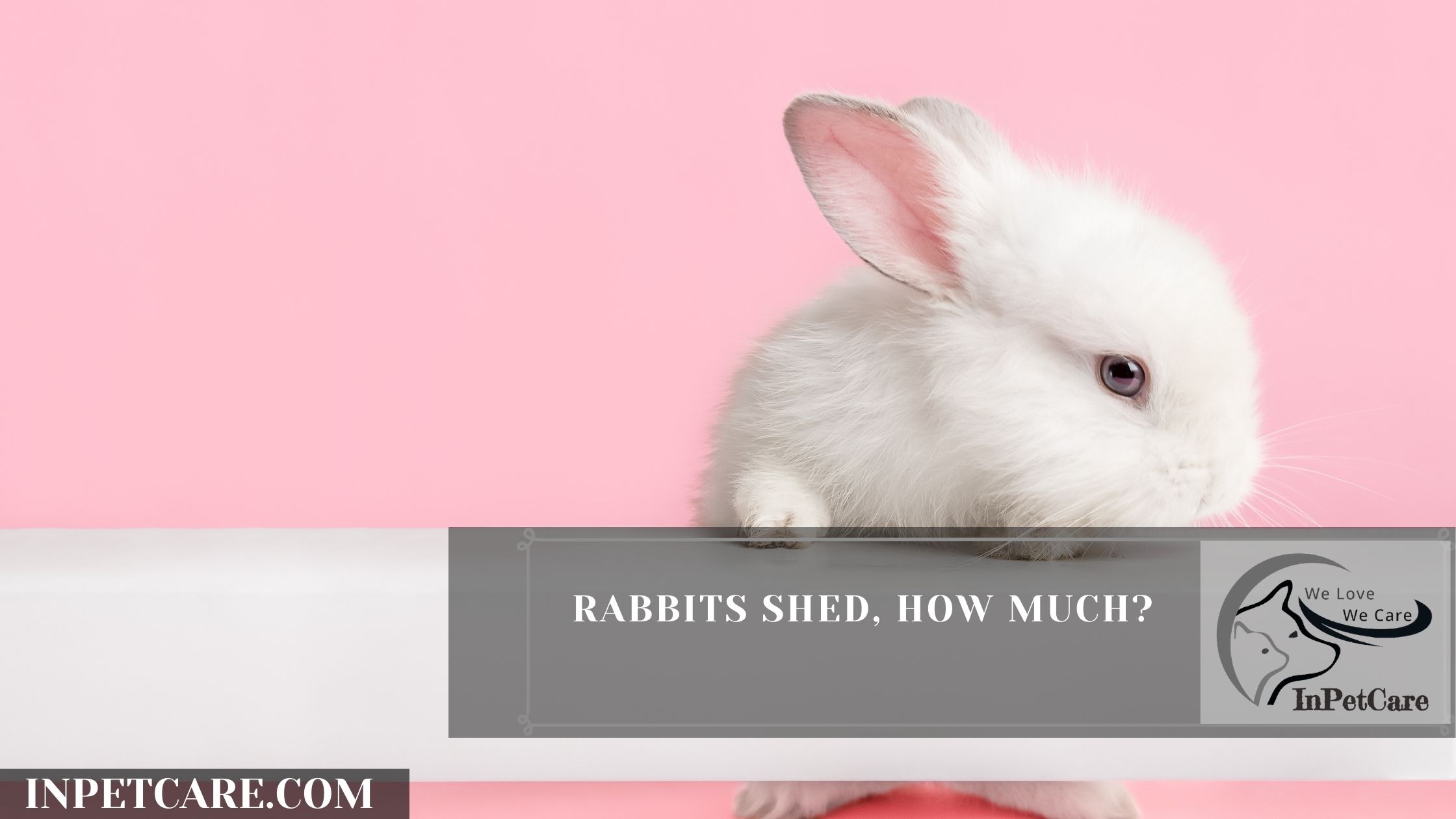 Are Rabbits Hypoallergenic? 9 Tips For Allergic Families