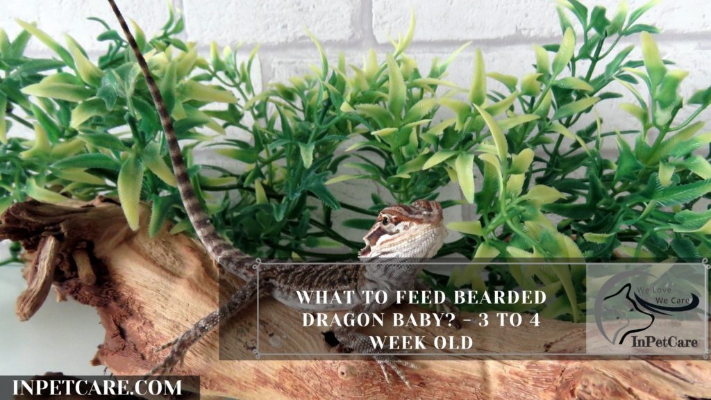 What To Feed Bearded Dragon Baby? - Proper Diet Plan