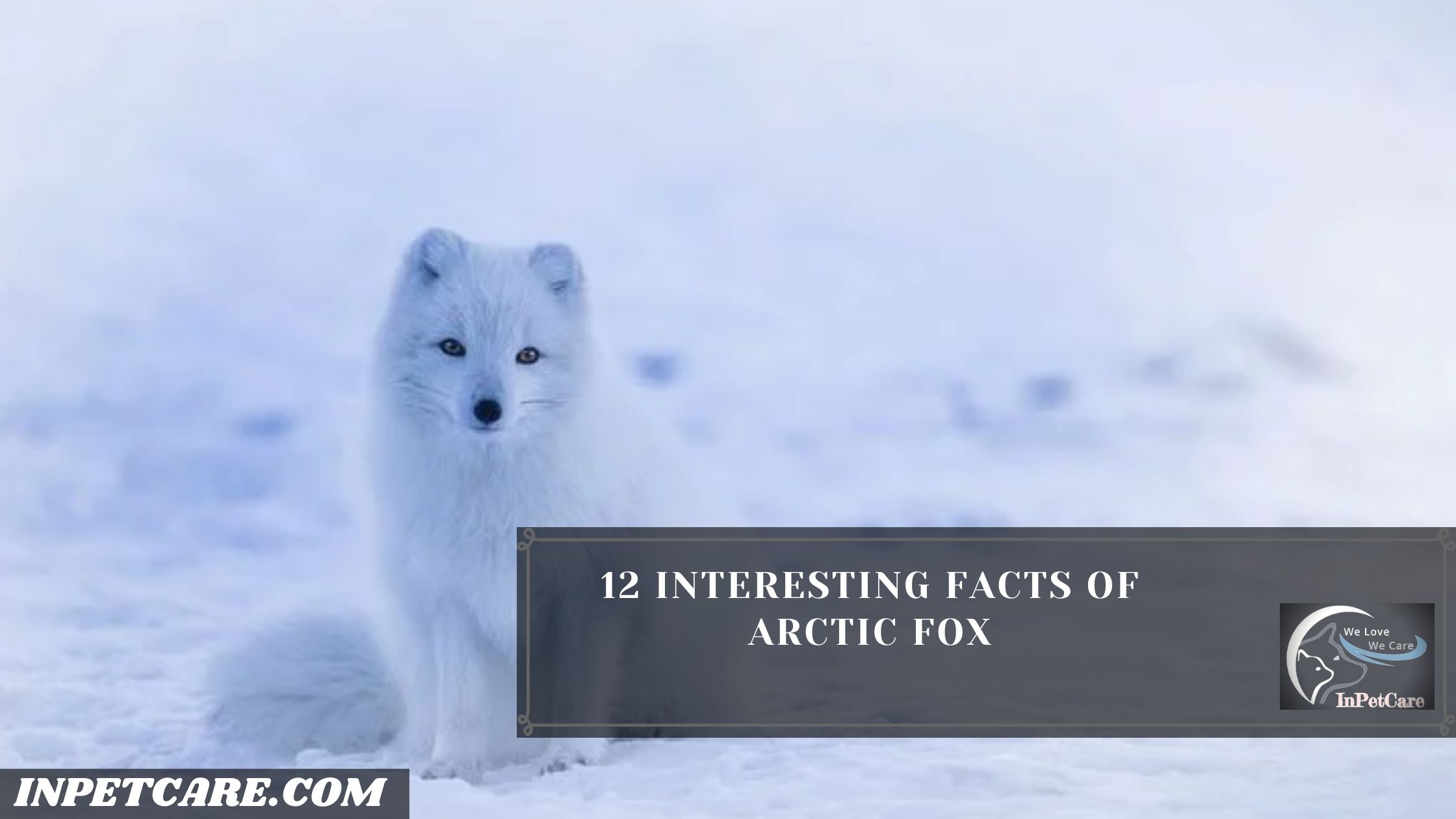 Arctic Fox As A Pet: A Complete Guide (With Pictures)