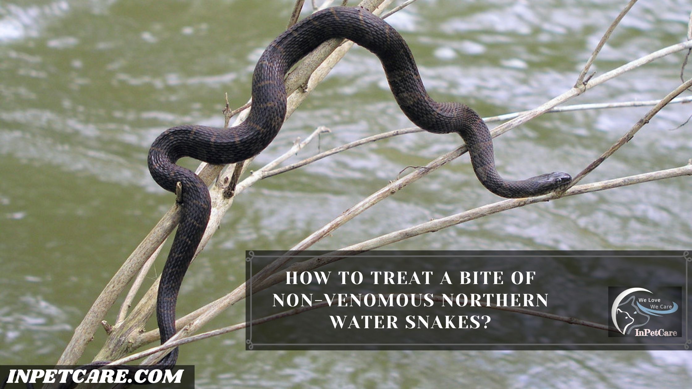 Are Northern Water Snakes Poisonous?