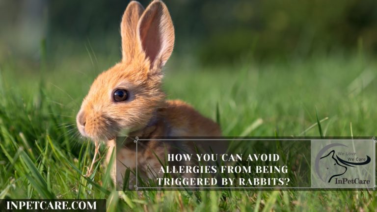 Are Rabbits Hypoallergenic? 9 Tips For Allergic Families