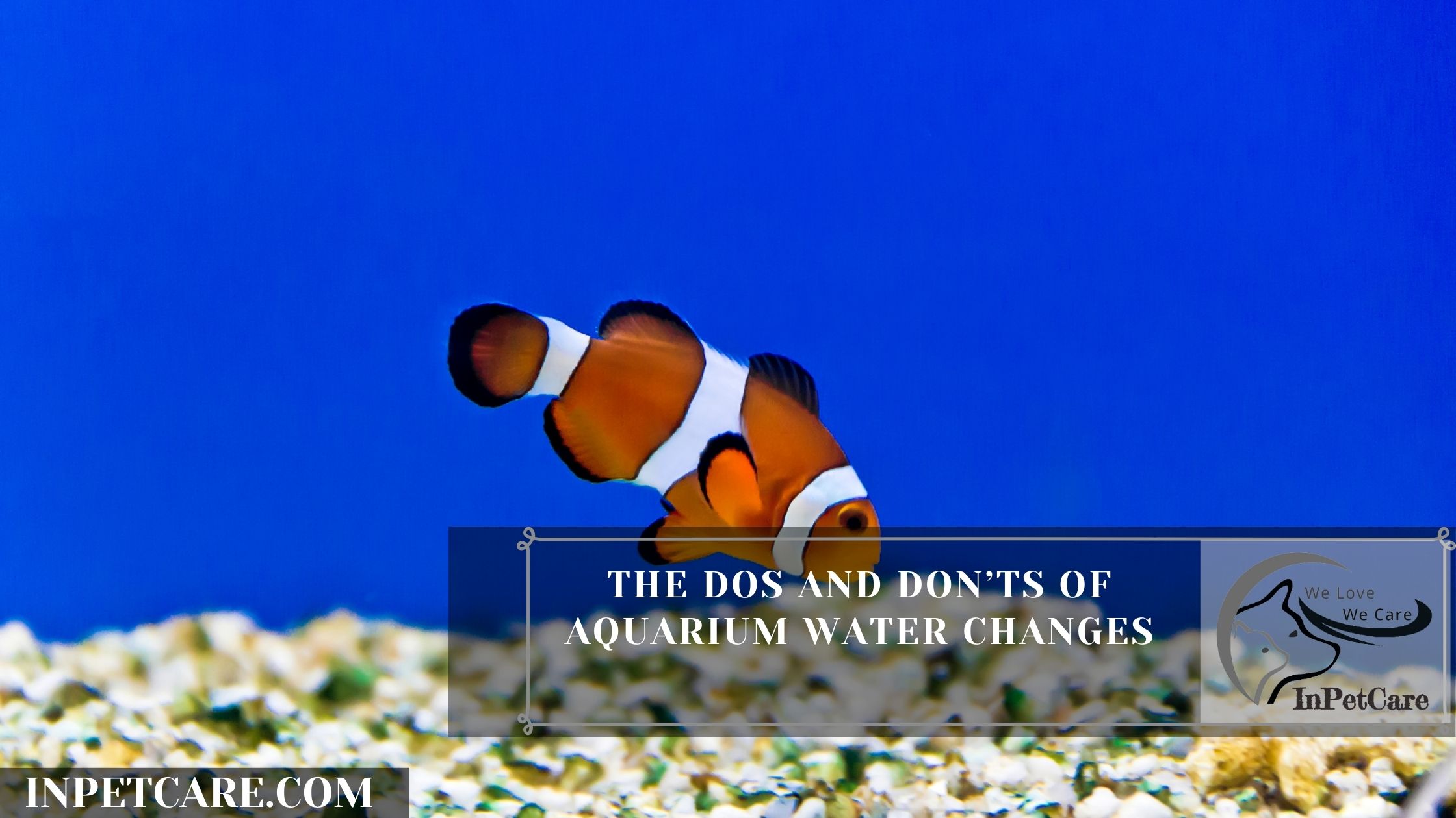 12 Tips To Save Dying Fish After A Water Change » In Pet Care