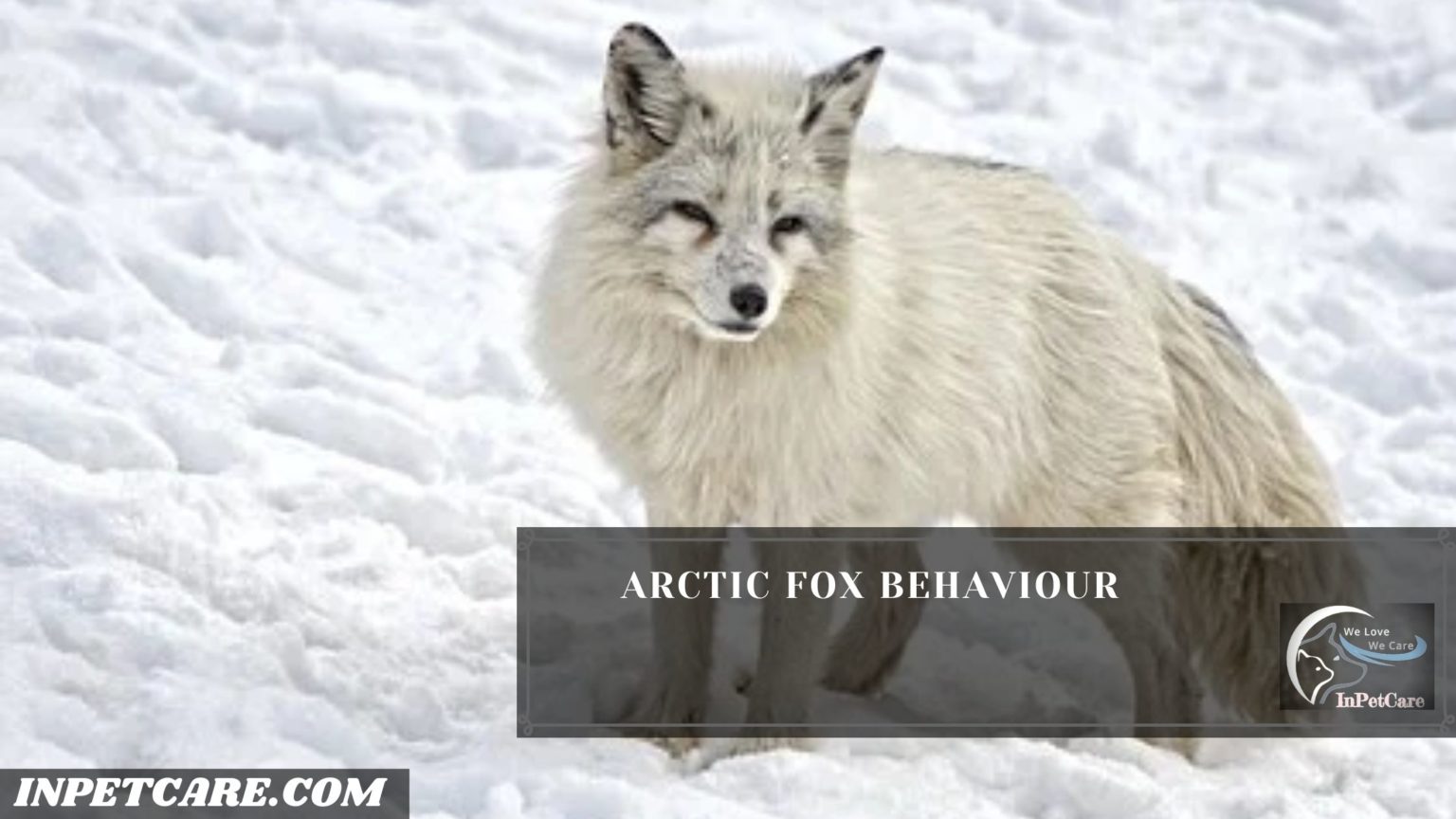 Arctic Fox As A Pet: A Complete Guide (With Pictures)