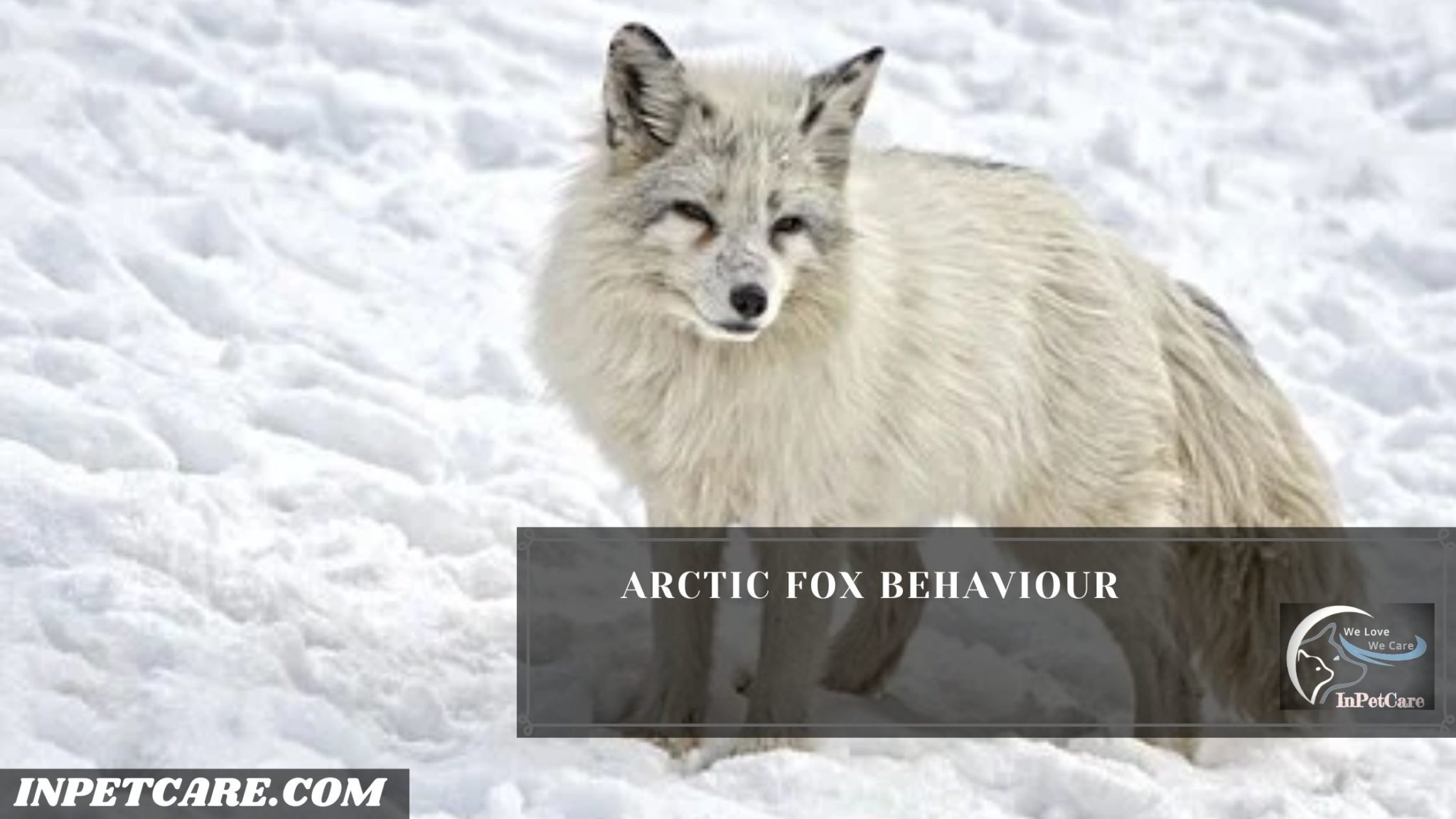 Arctic Fox As A Pet: A Complete Guide (With Pictures)