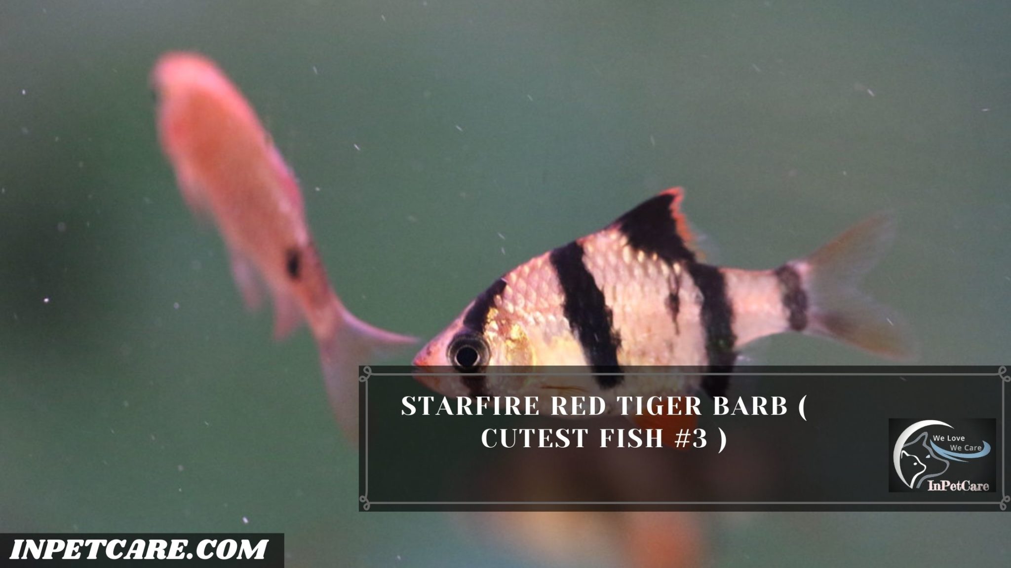 27 Cutest Fish For Aquarium (With Pictures)