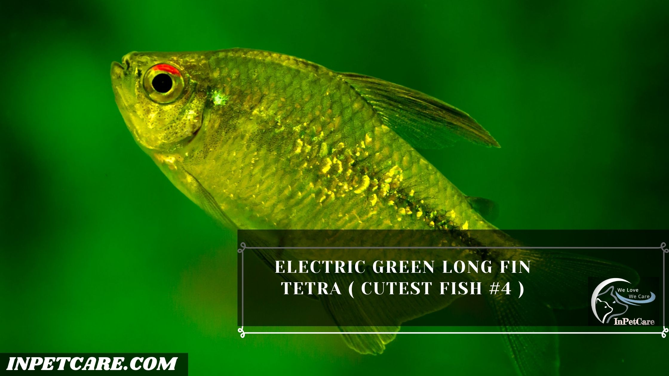 27 Cutest Fish For Aquarium (With Pictures)