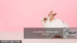 Are Rabbits Hypoallergenic? 9 Tips For Allergic Families