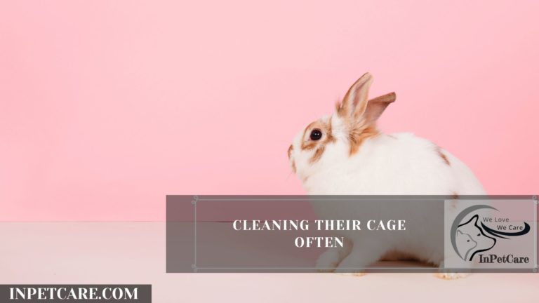 Are Rabbits Hypoallergenic? 9 Tips For Allergic Families