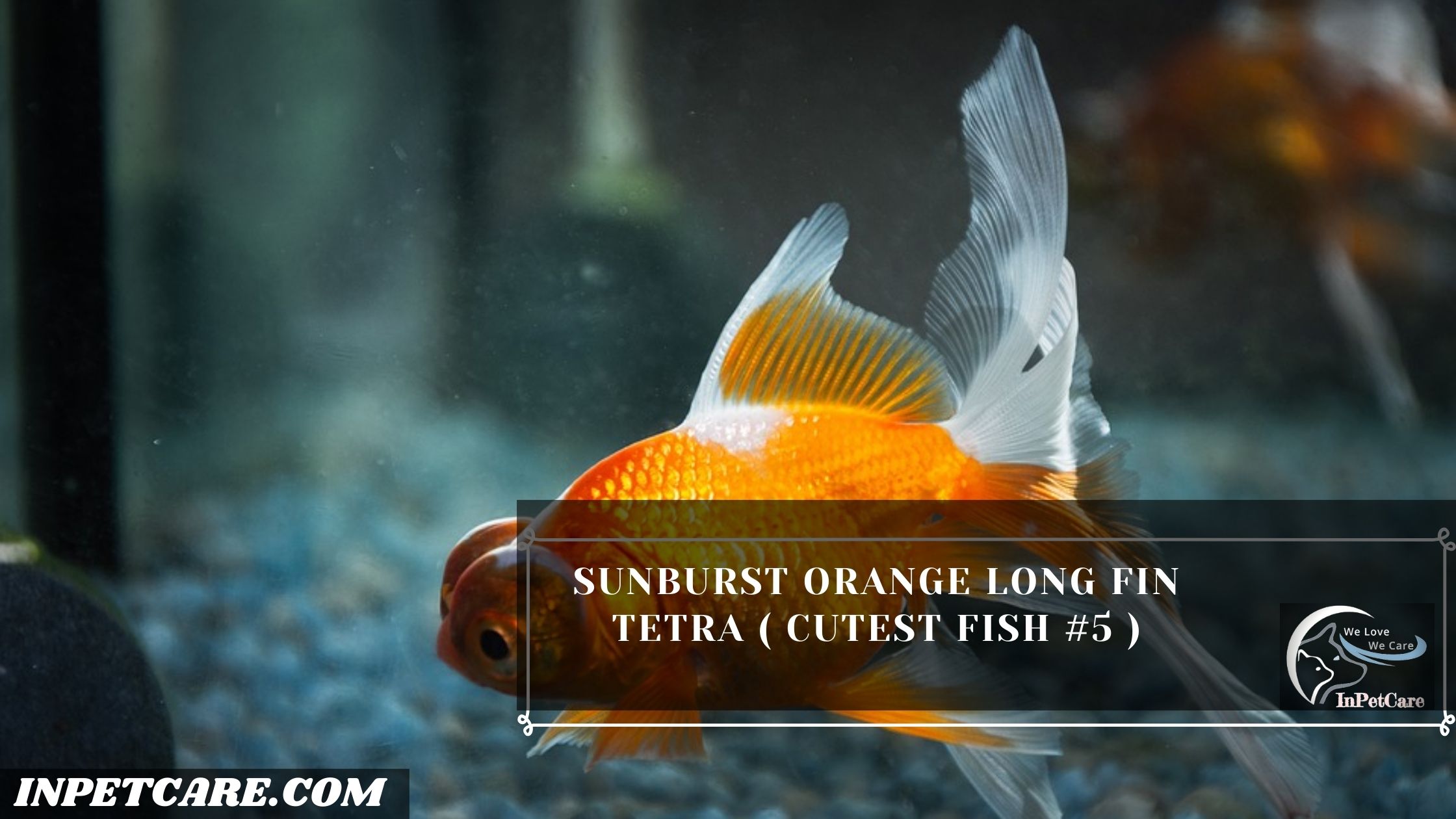 27 Cutest Fish For Aquarium (With Pictures)