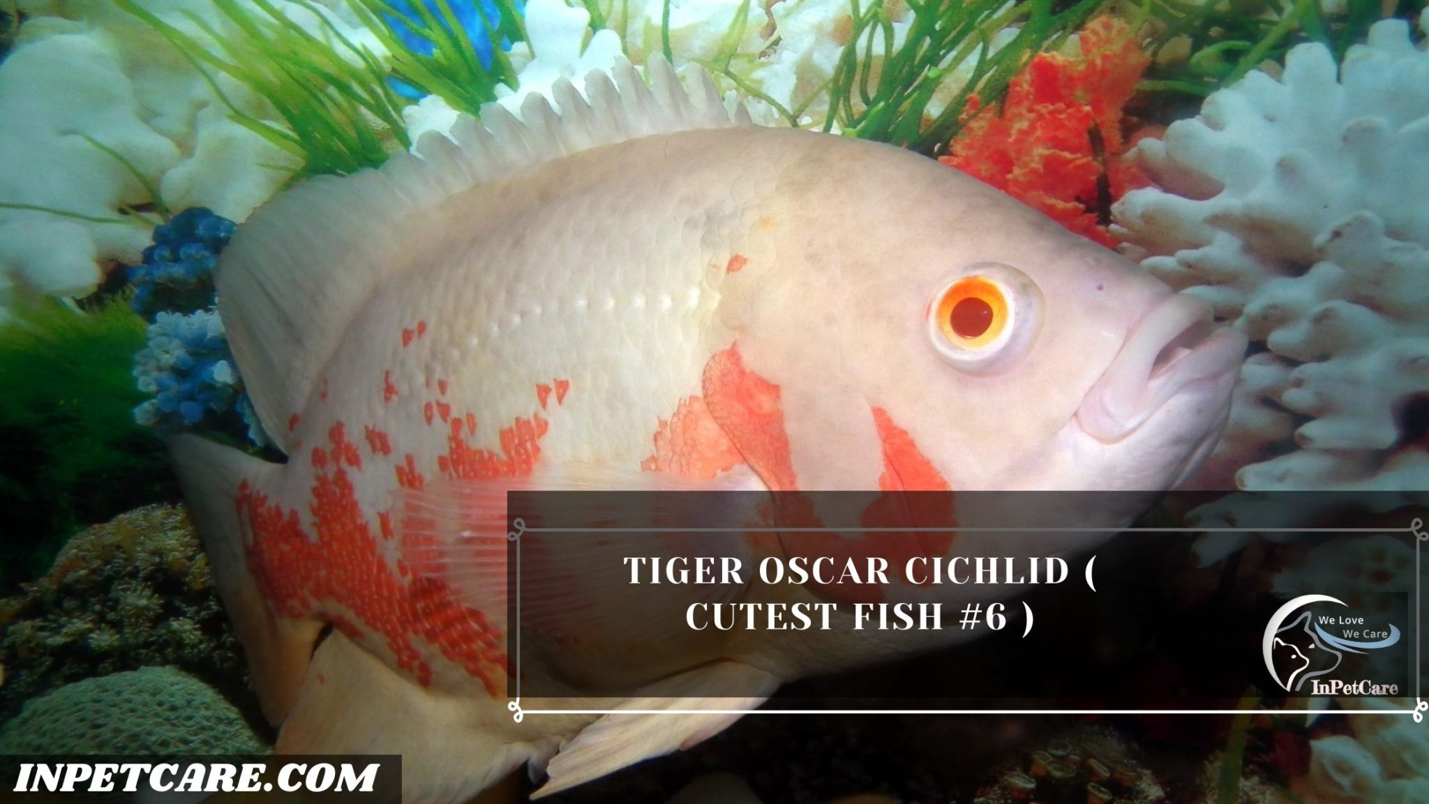 27 Cutest Fish For Aquarium (With Pictures)