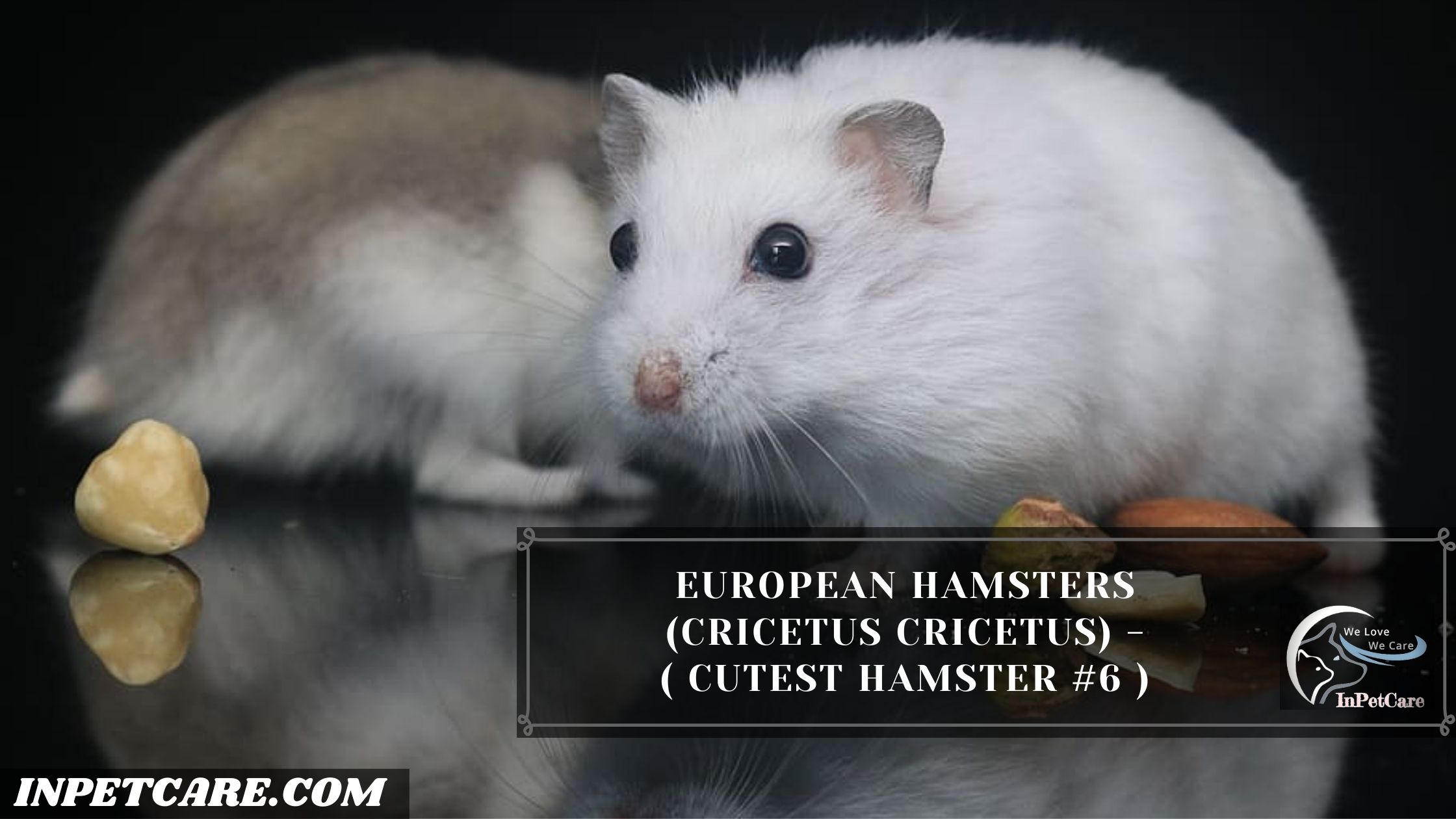 9 Cutest Hamster Breed In The World (With Pictures)