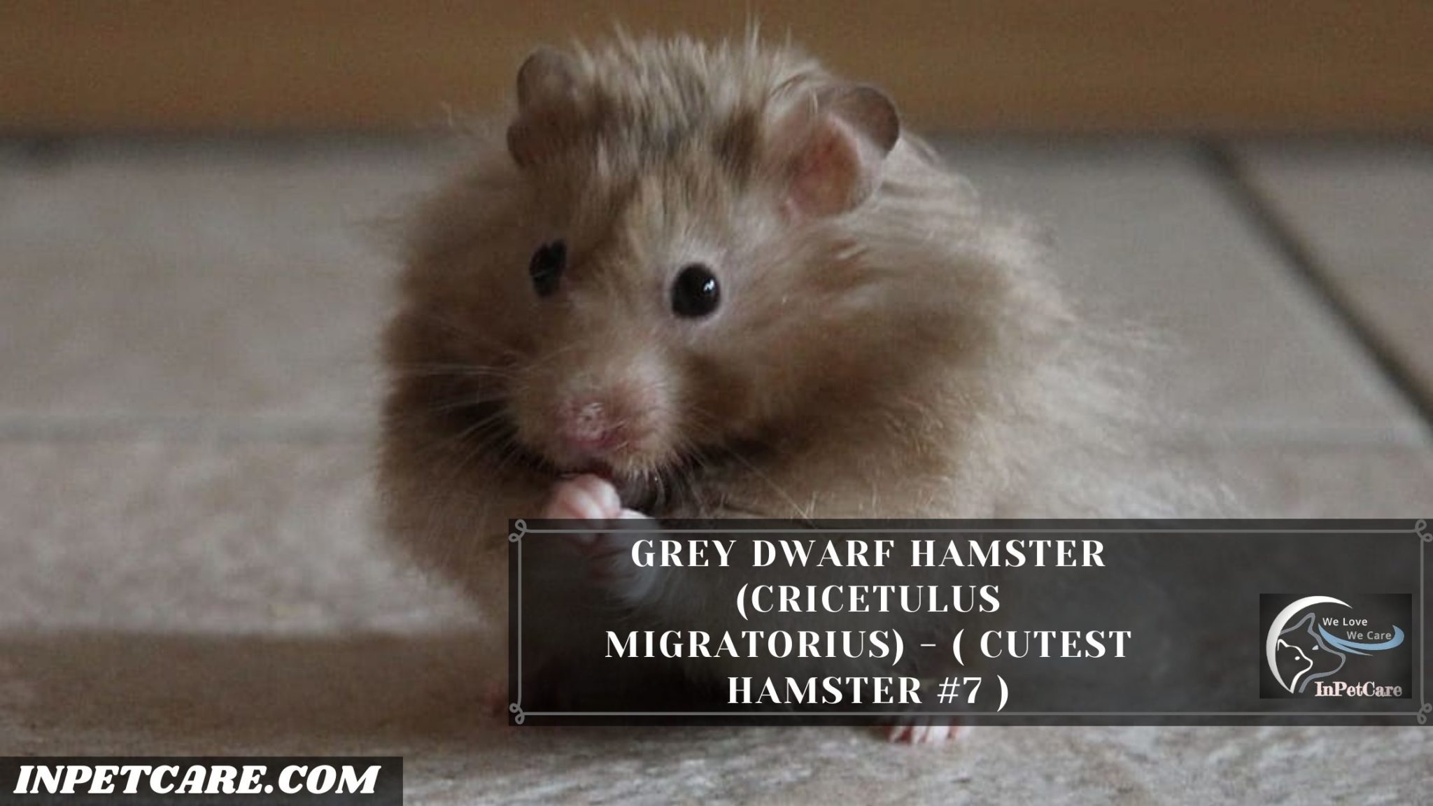 9 Cutest Hamster Breed In The World (With Pictures)