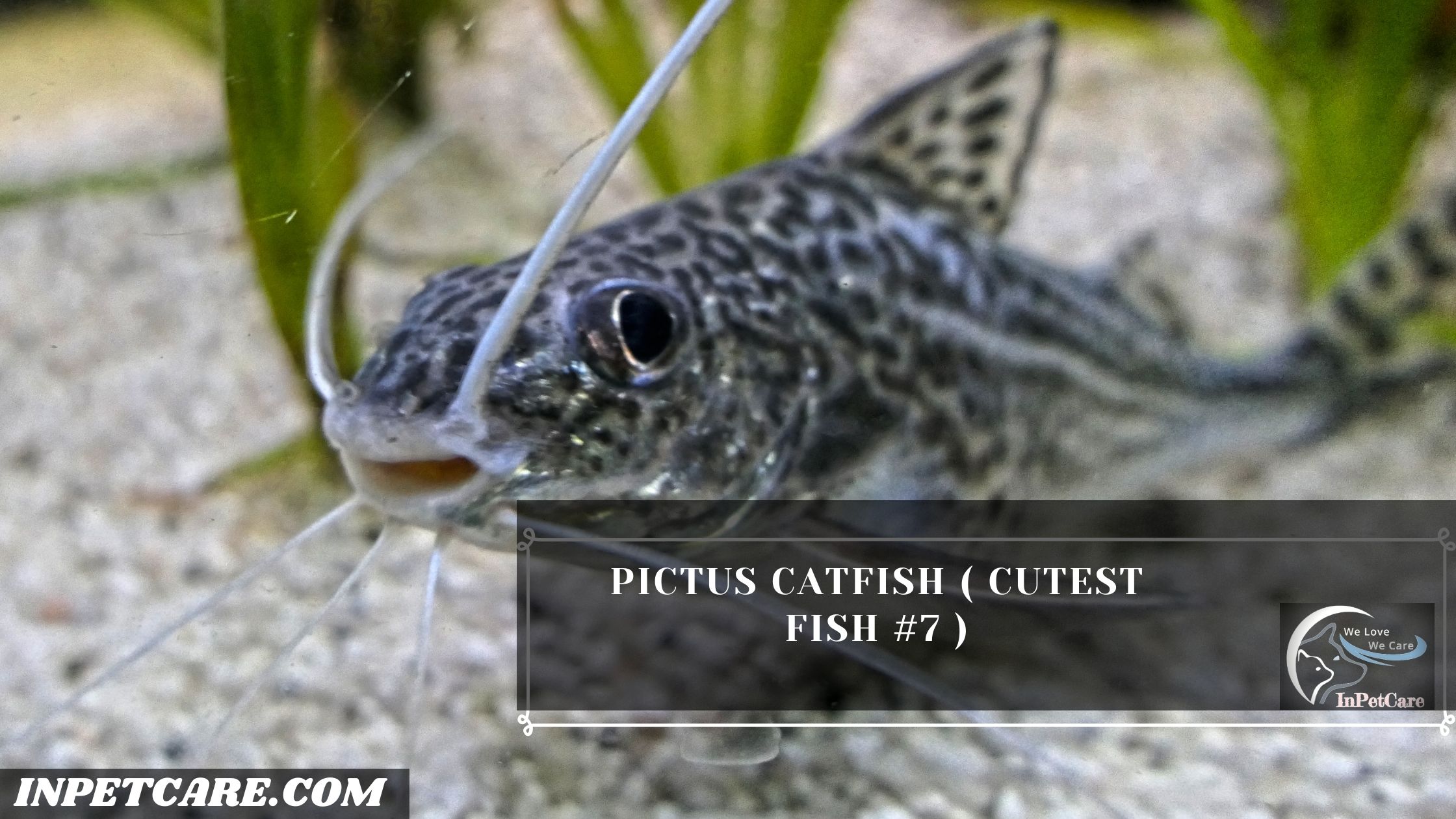 27 Cutest Fish For Aquarium (With Pictures)