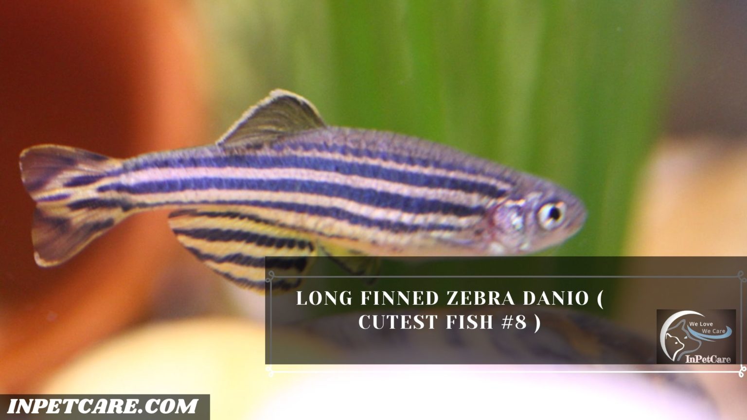 27 Cutest Fish For Aquarium (With Pictures)