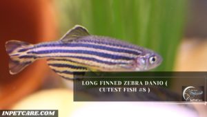 27 Cutest Fish For Aquarium (With Pictures)