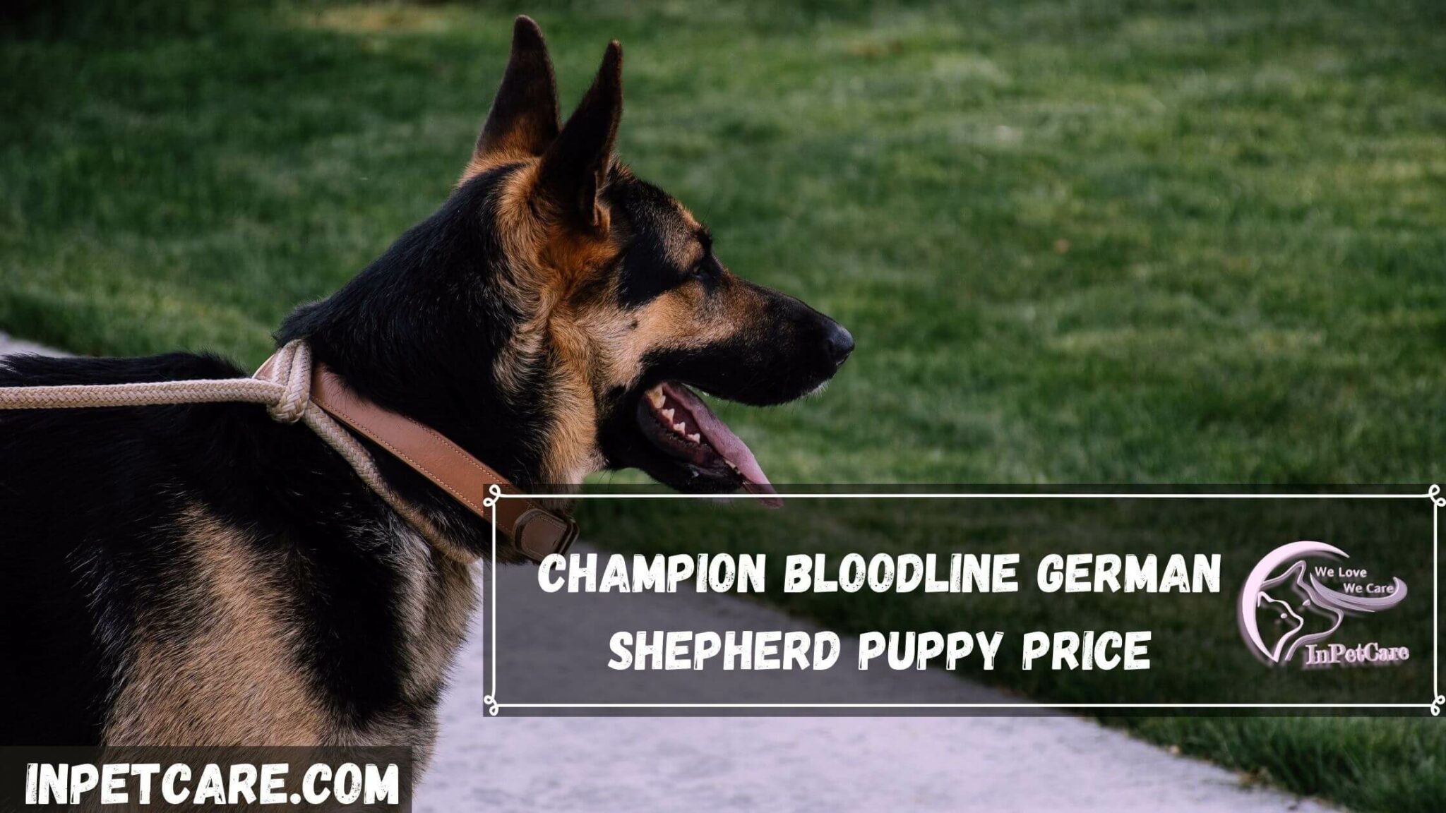 How Much Are German Shepherd Puppies?