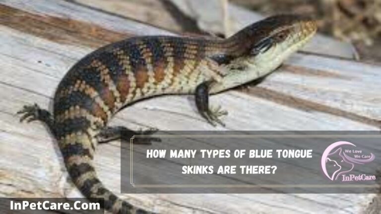 10 Blue Tongue Skink Varieties 5 Ways To Identify Them