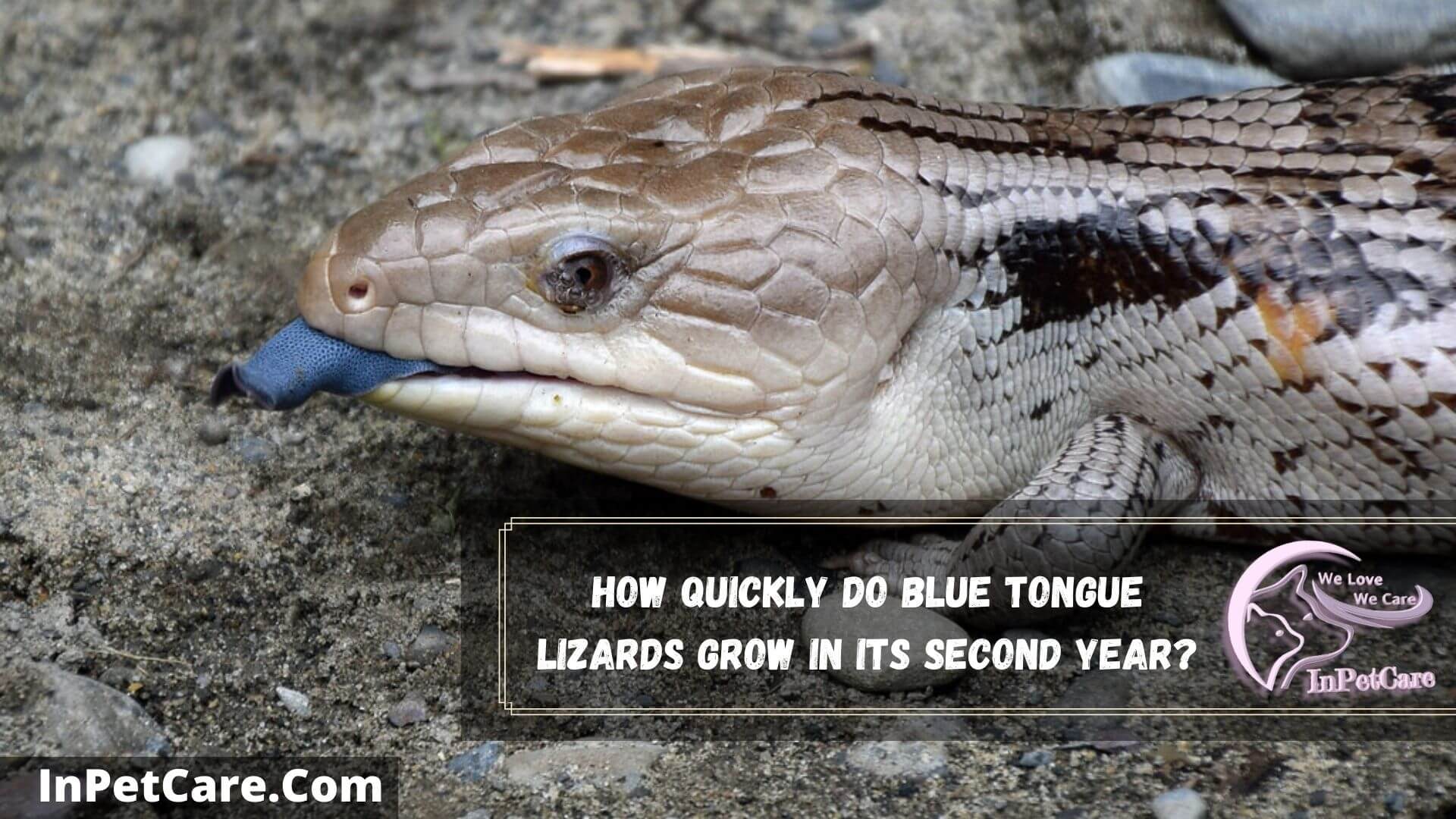 How Fast Do Blue Tongue Skinks Grow? (2022 Guide)