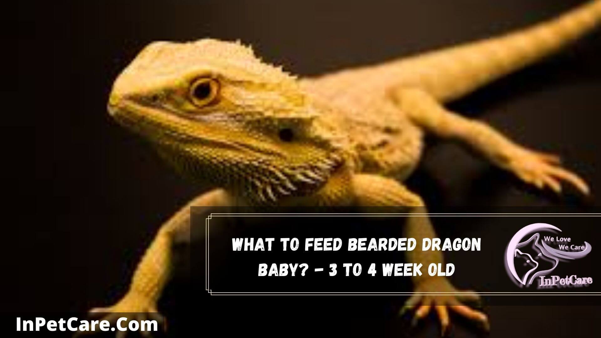What To Feed Bearded Dragon Baby? - Proper Diet Plan