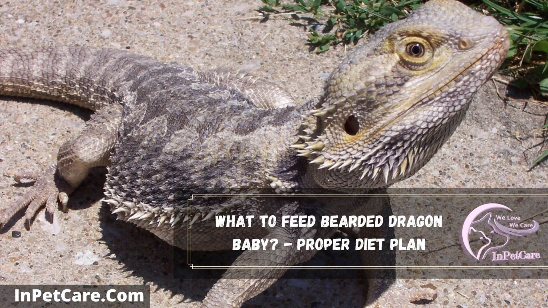 What To Feed Bearded Dragon Baby? - Proper Diet Plan