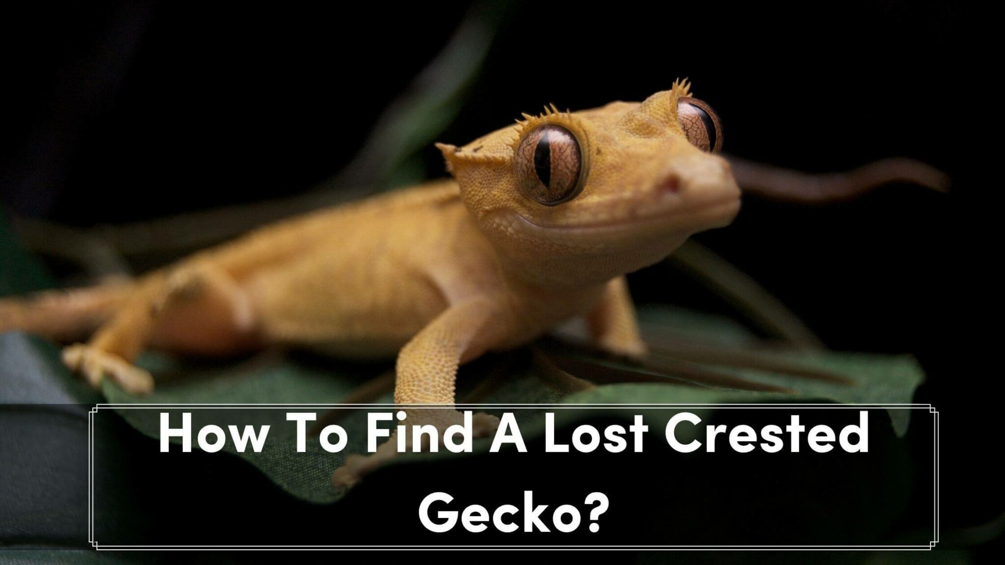 Crested Gecko Escaped: How To Find A Lost Crested Gecko