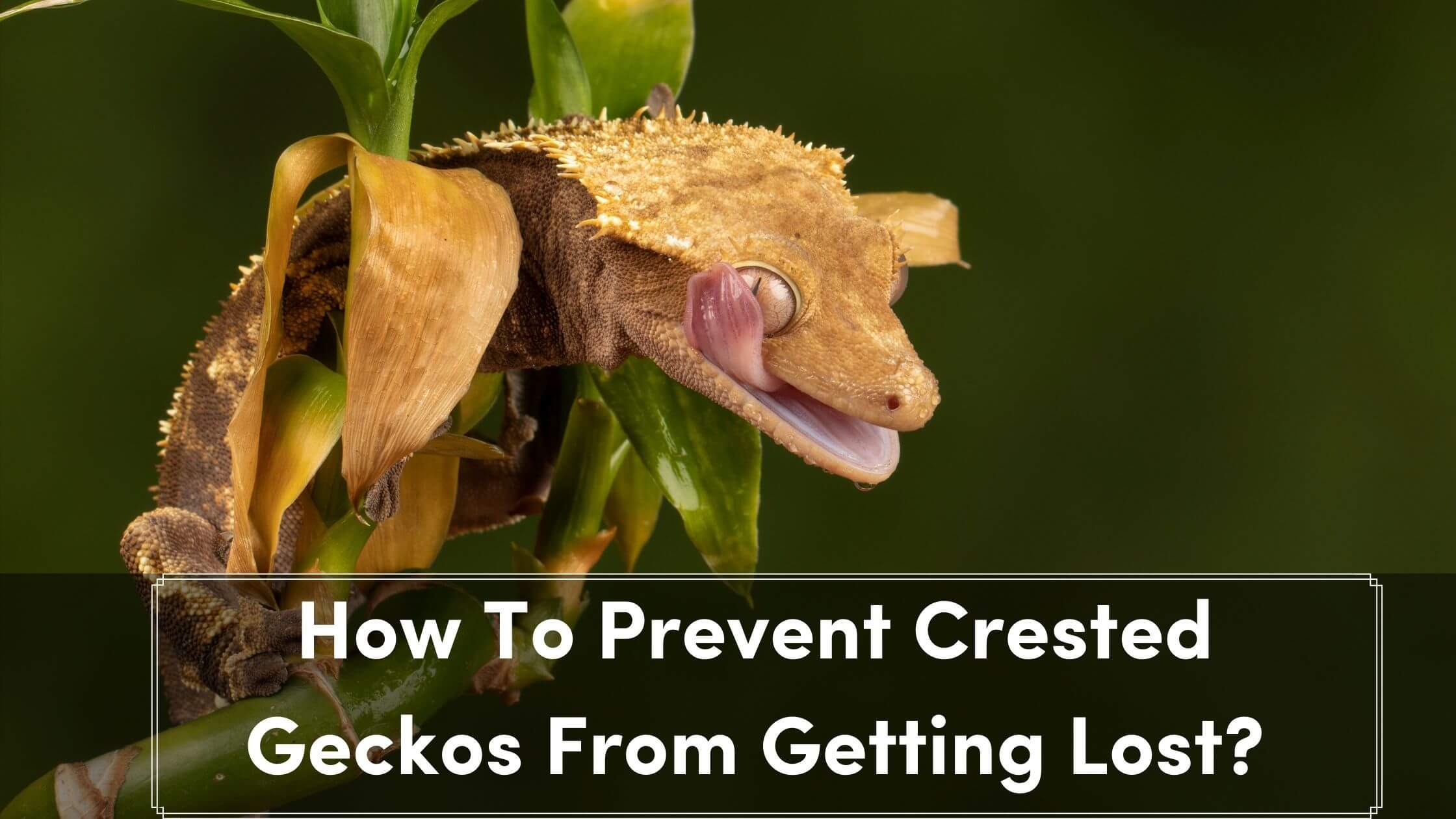 Crested Gecko Escaped: How To Find A Lost Crested Gecko