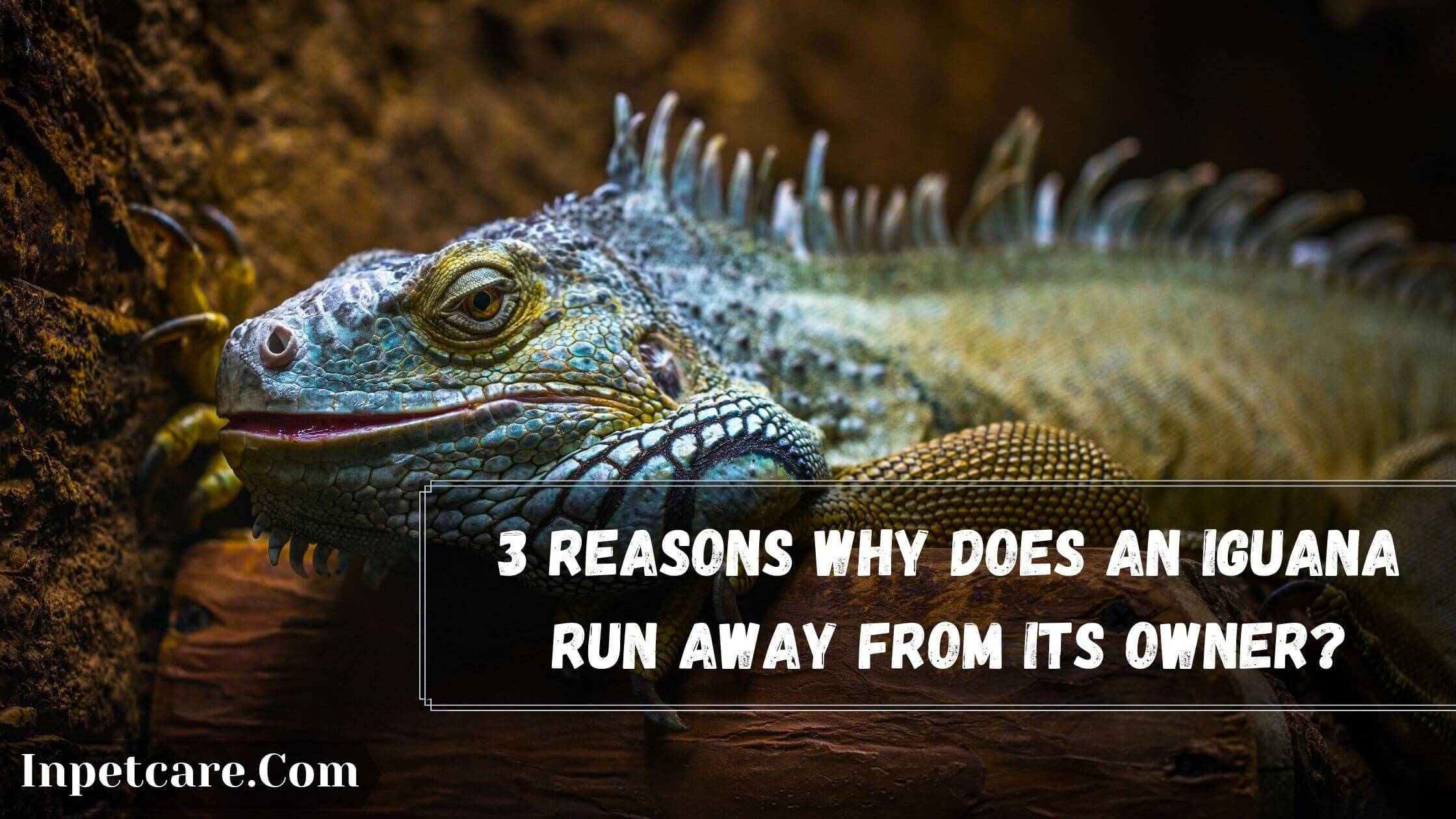 How Fast Can Iguanas Run? 6 Amazing Facts