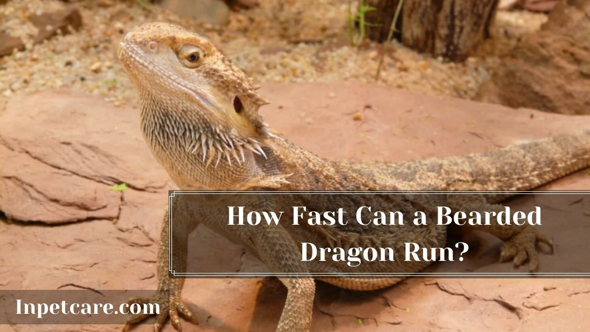 How Fast Can A Bearded Dragon Run?