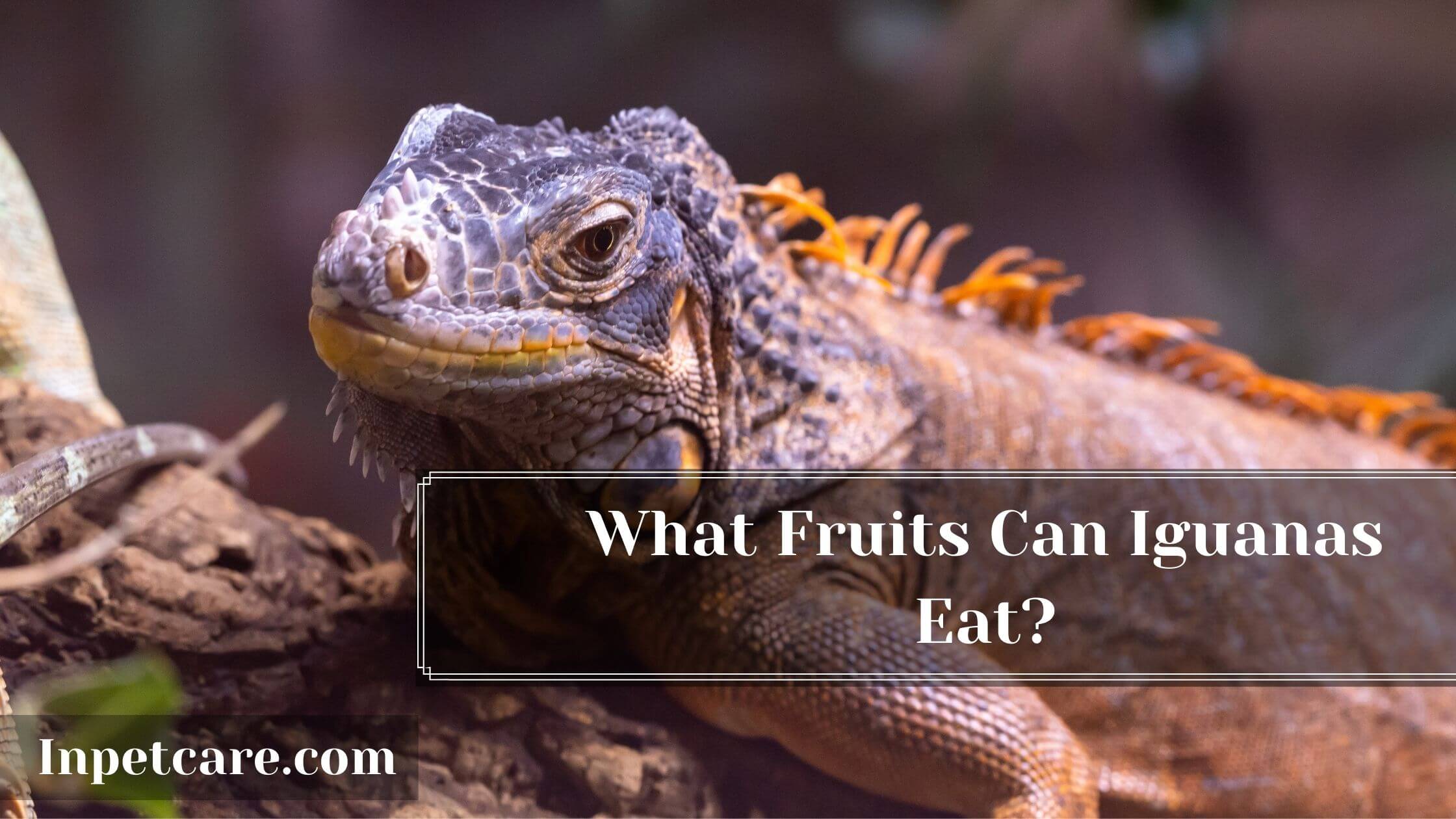 What Fruits Can Iguanas Eat? 2022 Updated List