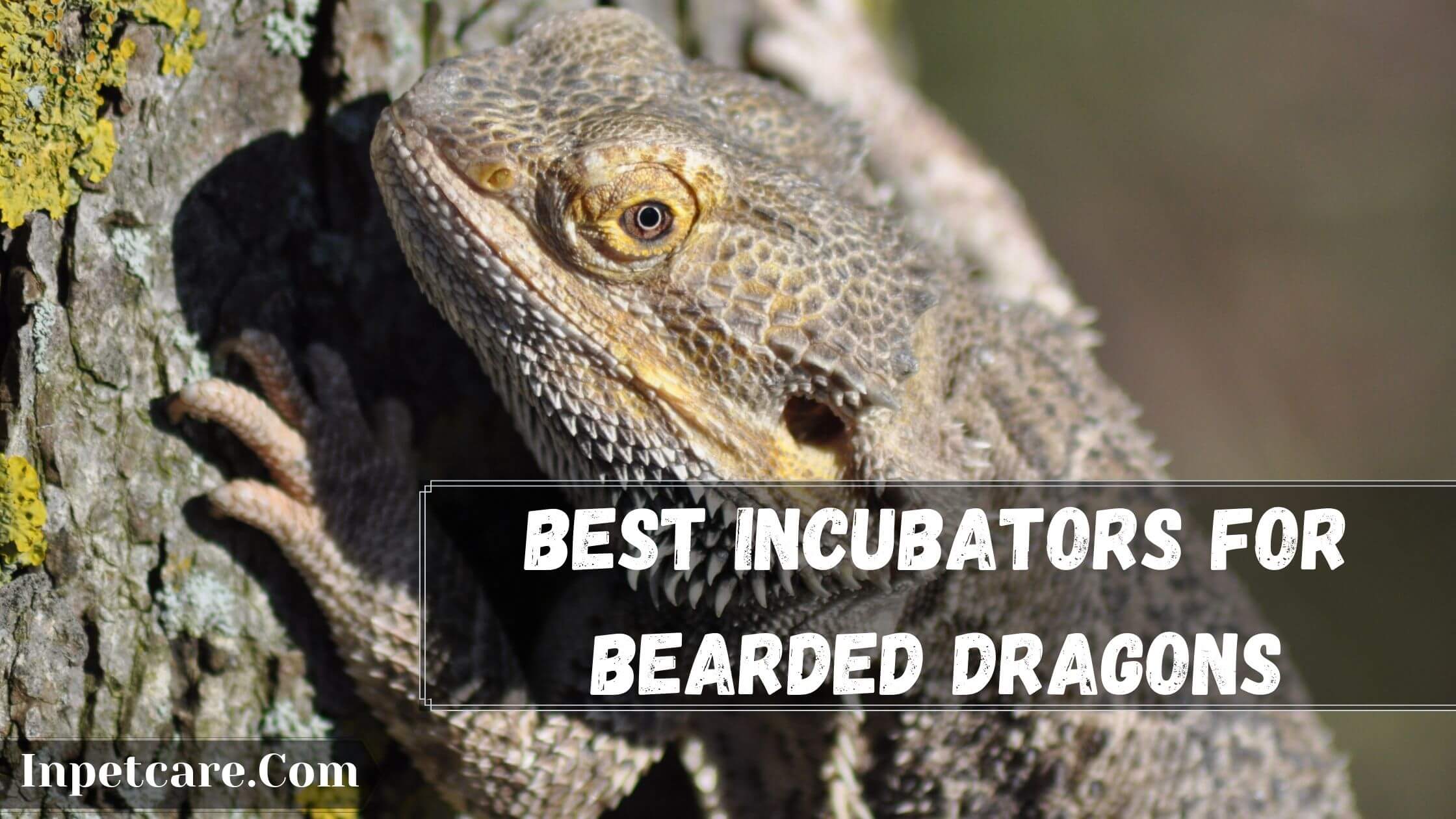 Can You Use A Chicken Incubator For Bearded Dragon Eggs?