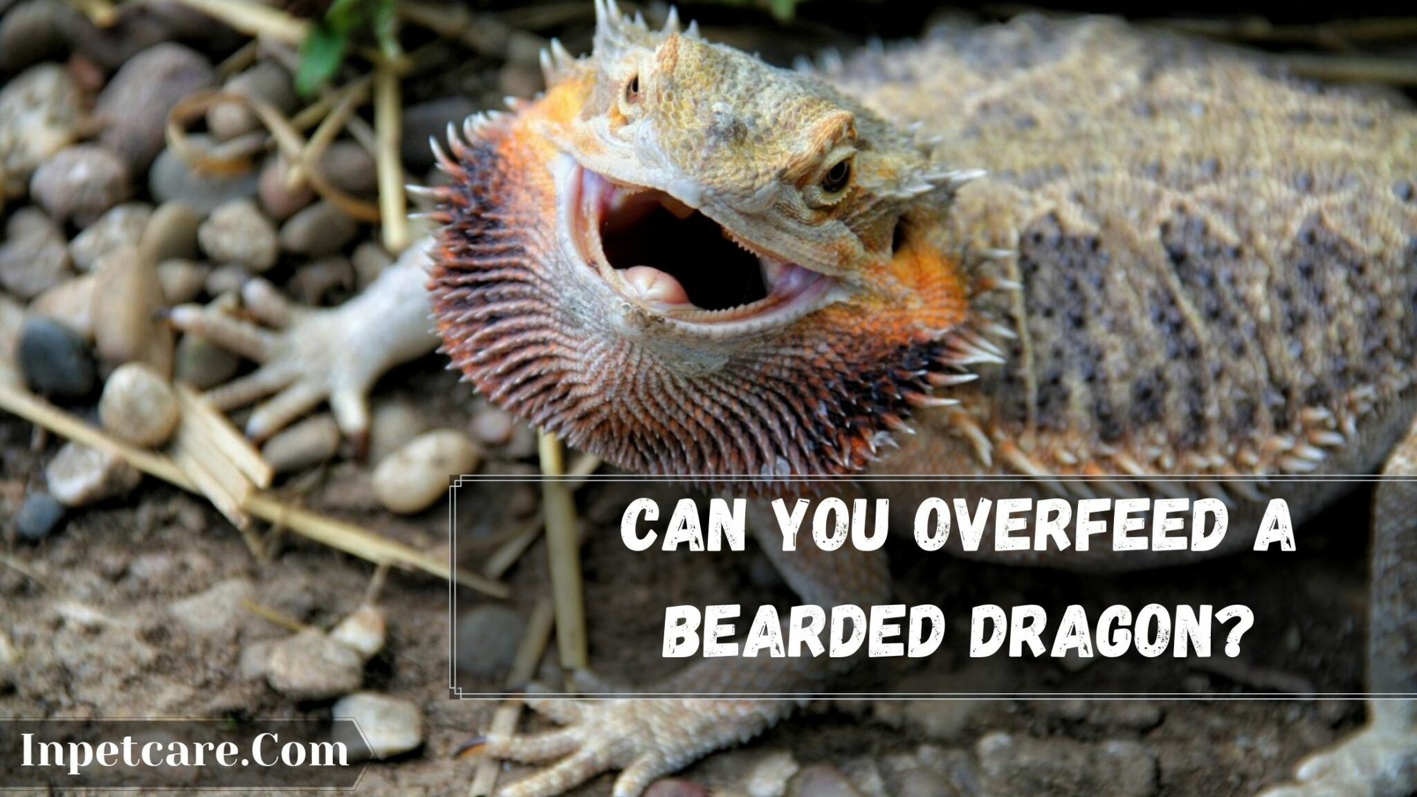 Can You Overfeed A Bearded Dragon? (What To Do If Fed)