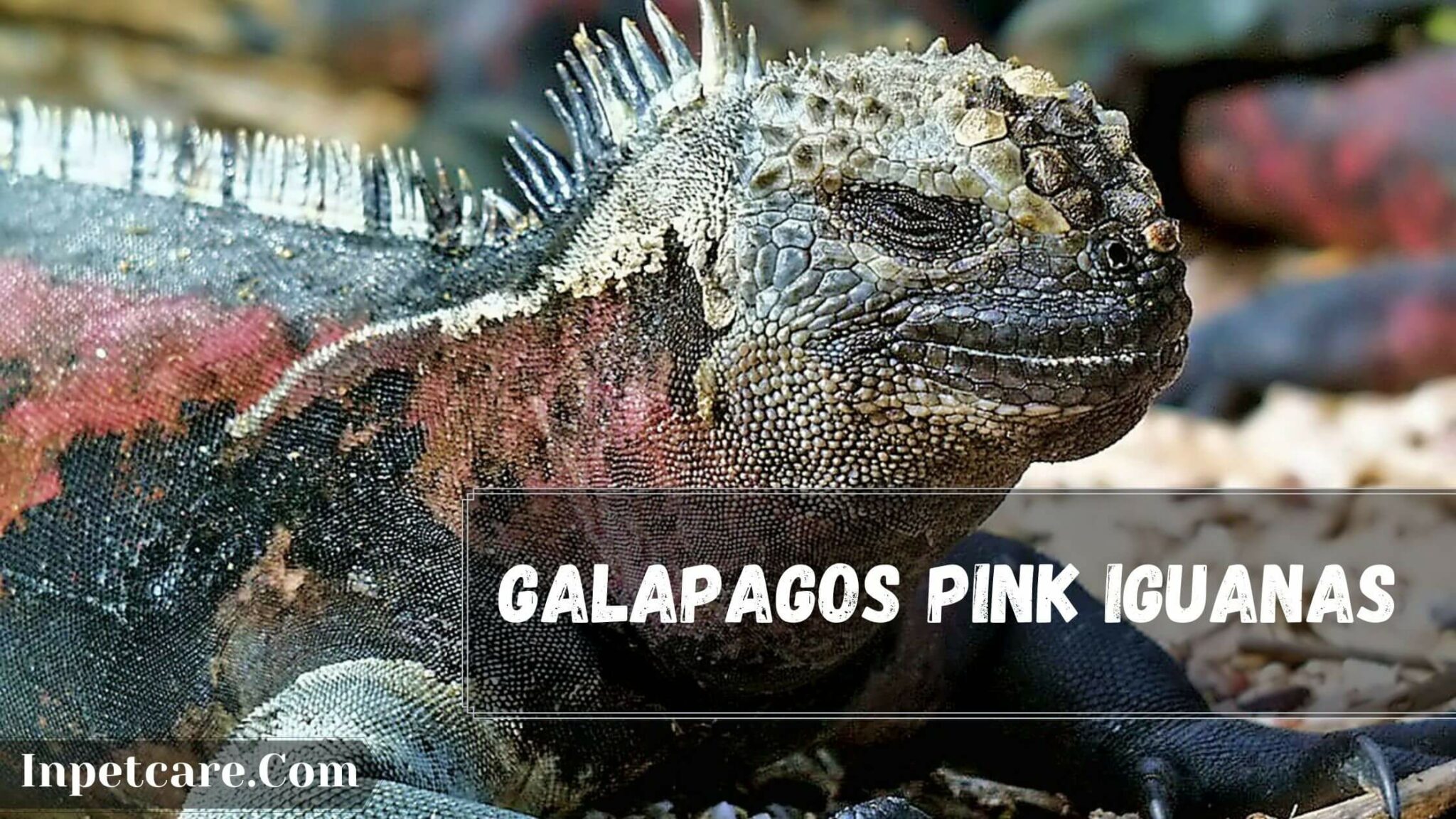 Galapagos Pink Iguana: Why Are Pink Iguanas Pink?