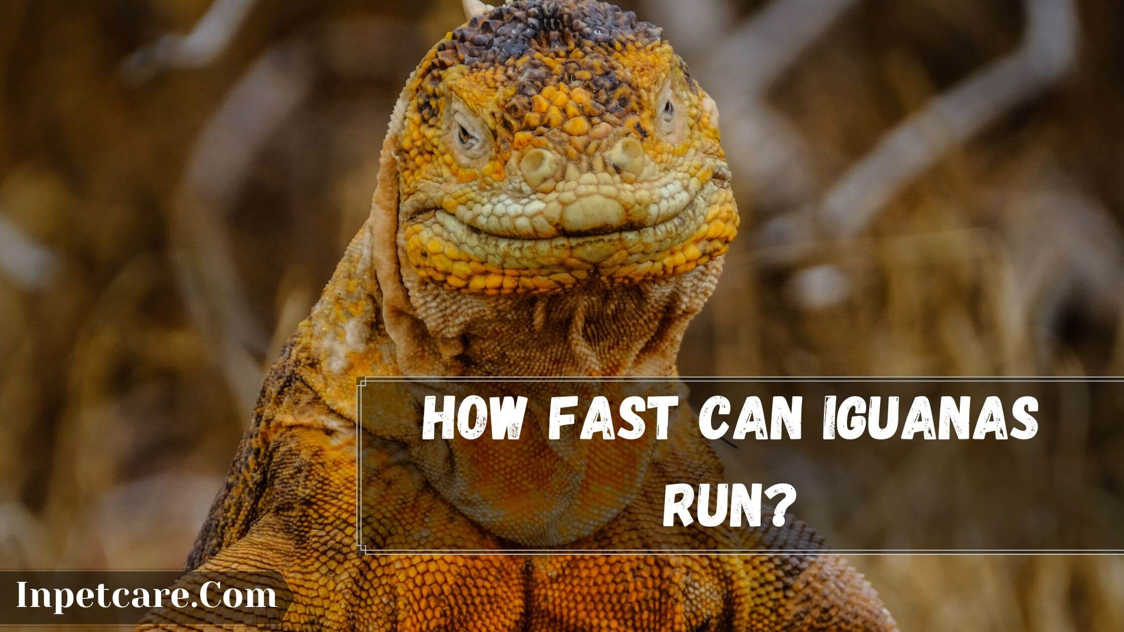 How Fast Can Iguanas Run? 6 Amazing Facts