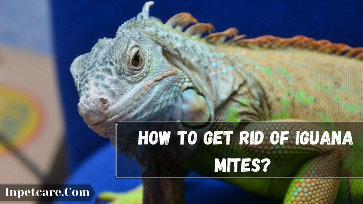 Iguana With Mites: How To Get Rid Of Iguana Mites?