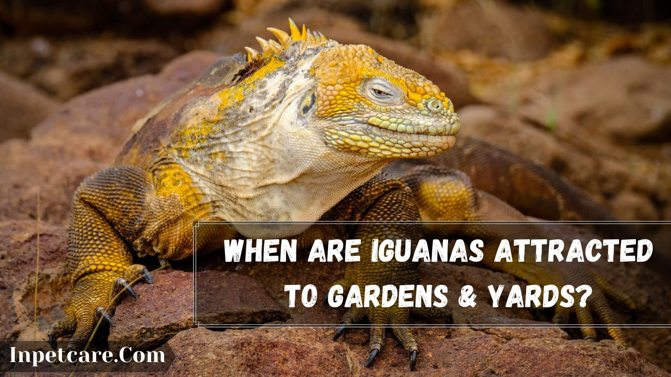 How To Protect Plants From Iguanas? 5 Easy Ways